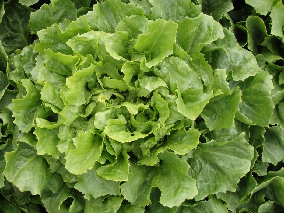 Green Salad Head Of Lettuce free image download