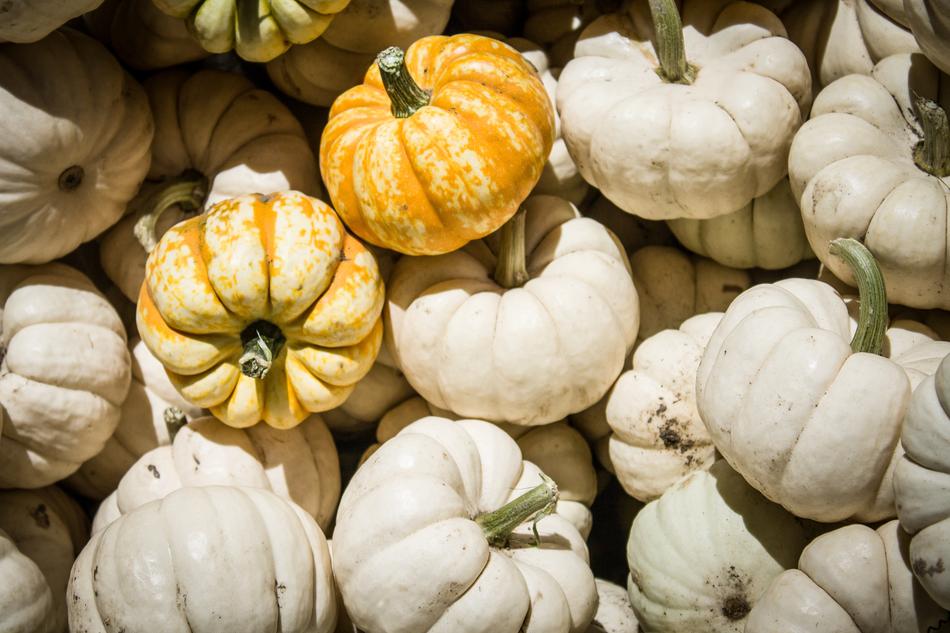 Halloween Pumpkins Autumn free image download