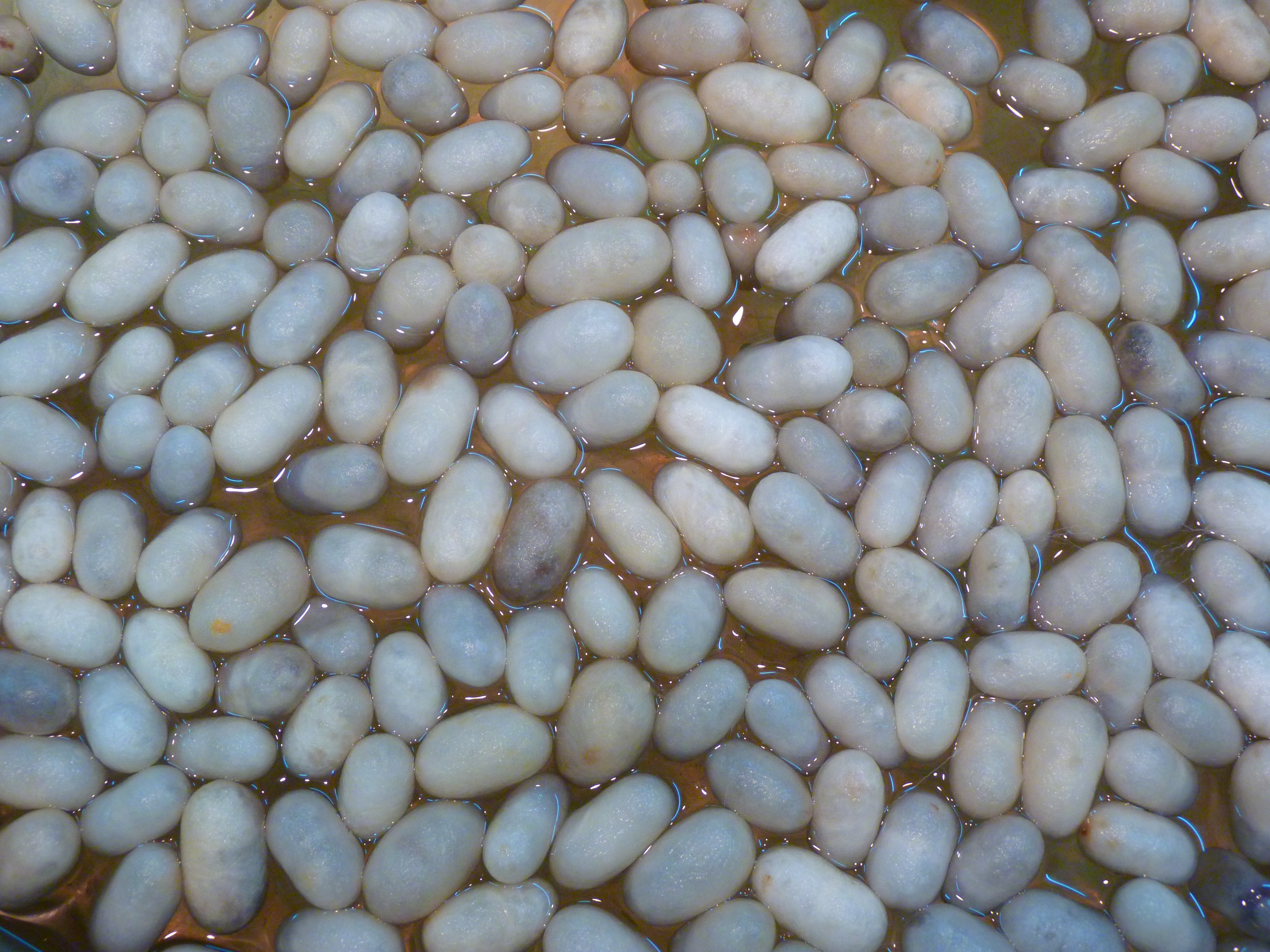 Silkworm Cocoons Silk Track free image download