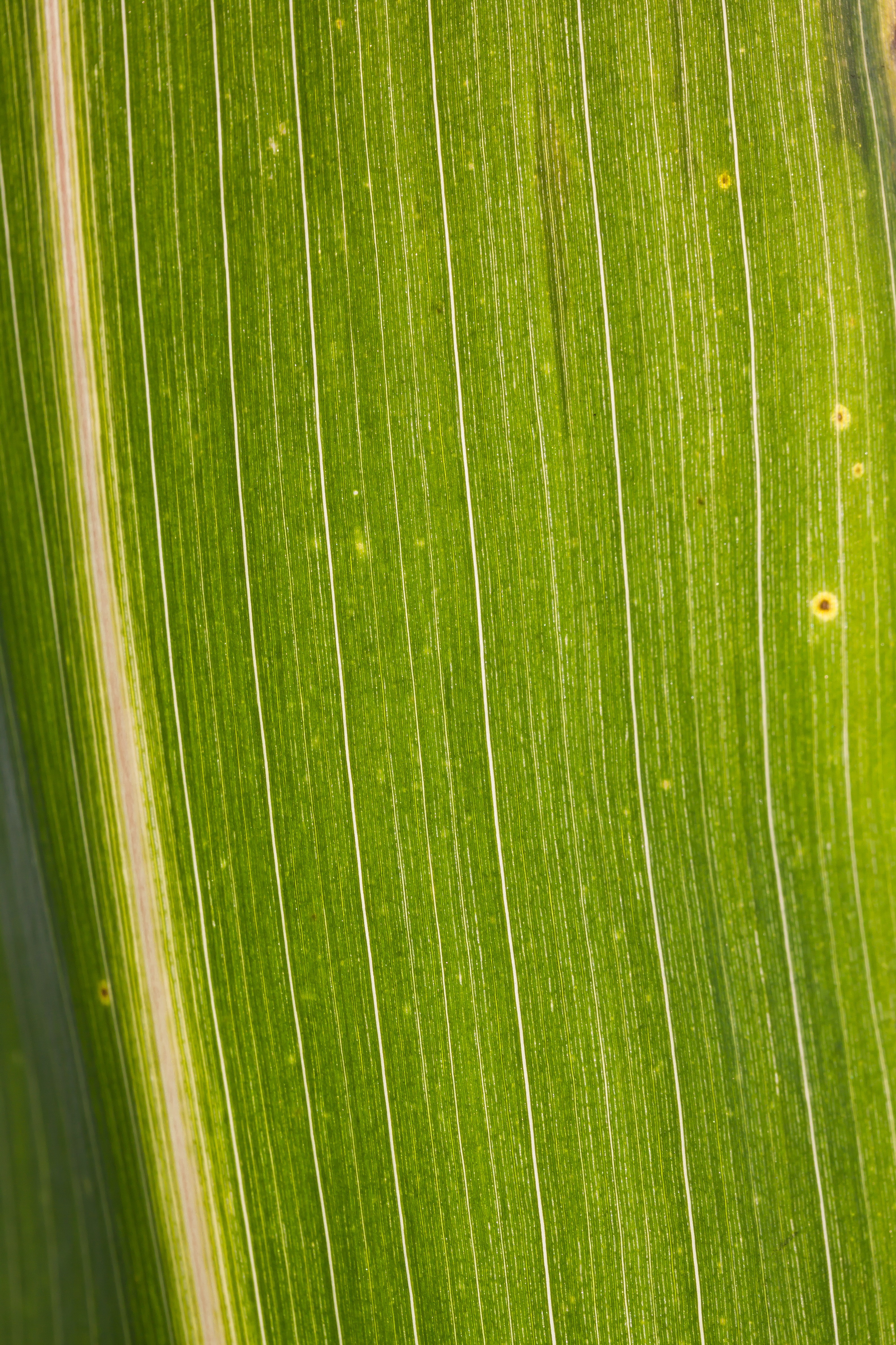 Corn Zea Mays Cereals free image download