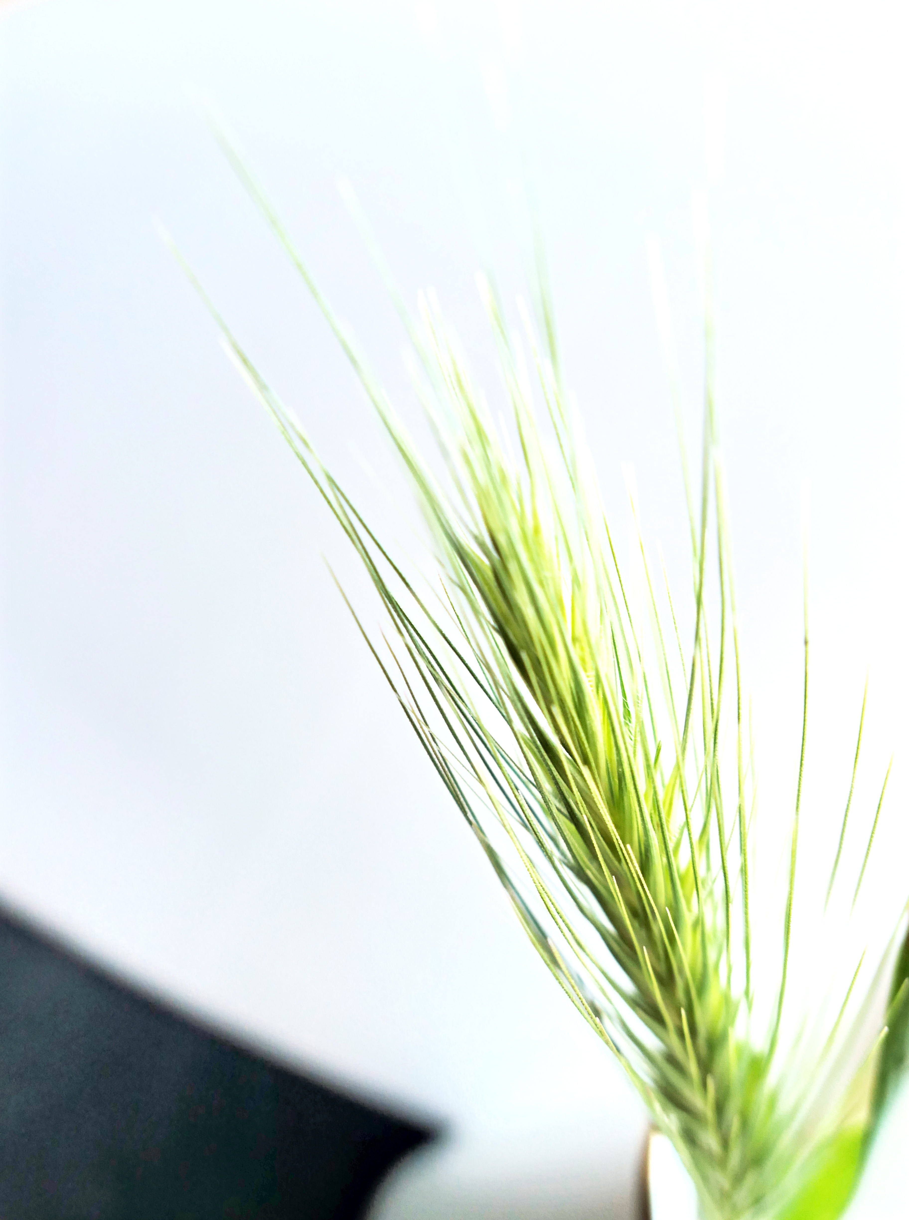 Barley Grass Dune free image download