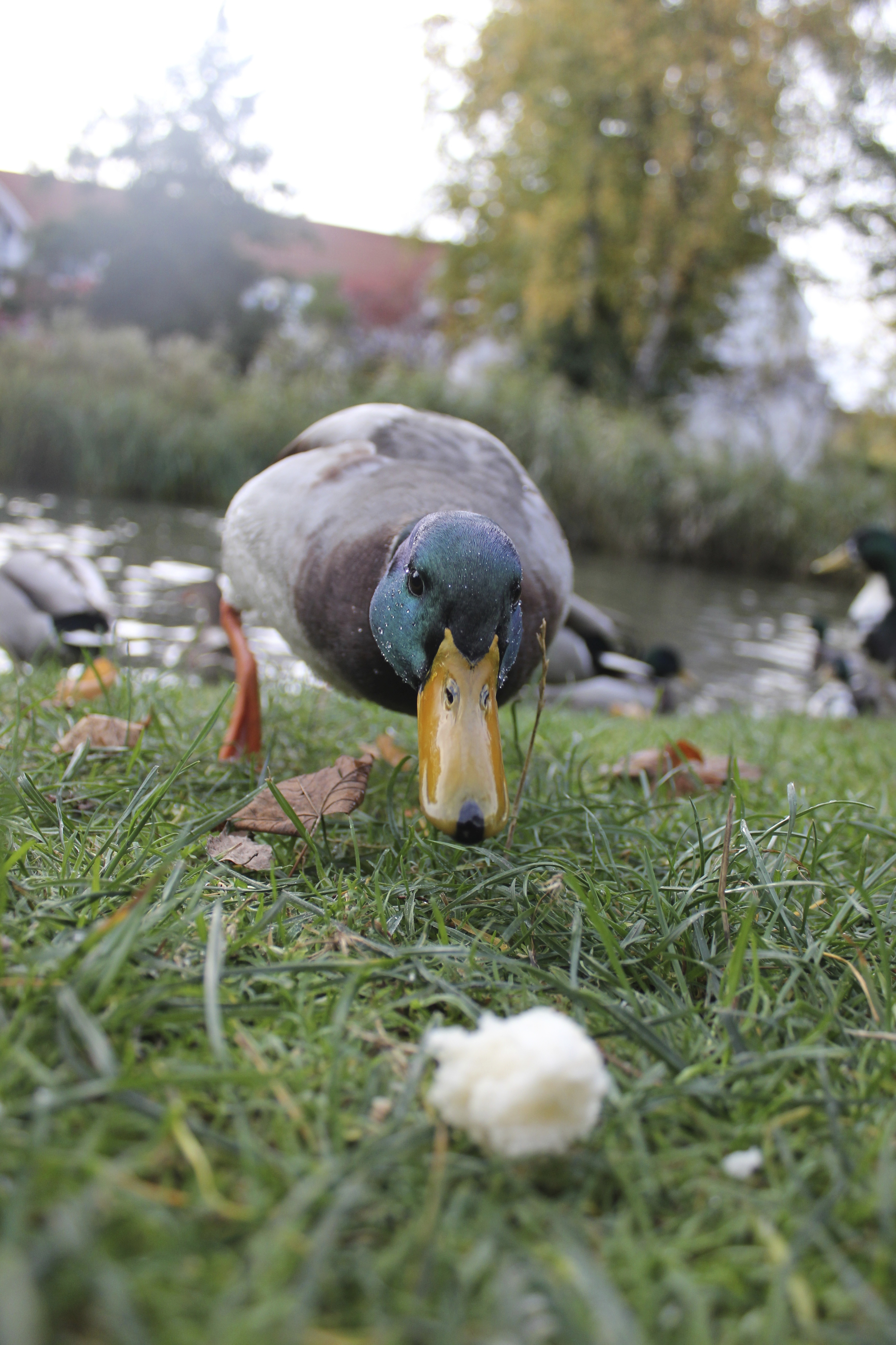 The drake goes to eat bread free image download