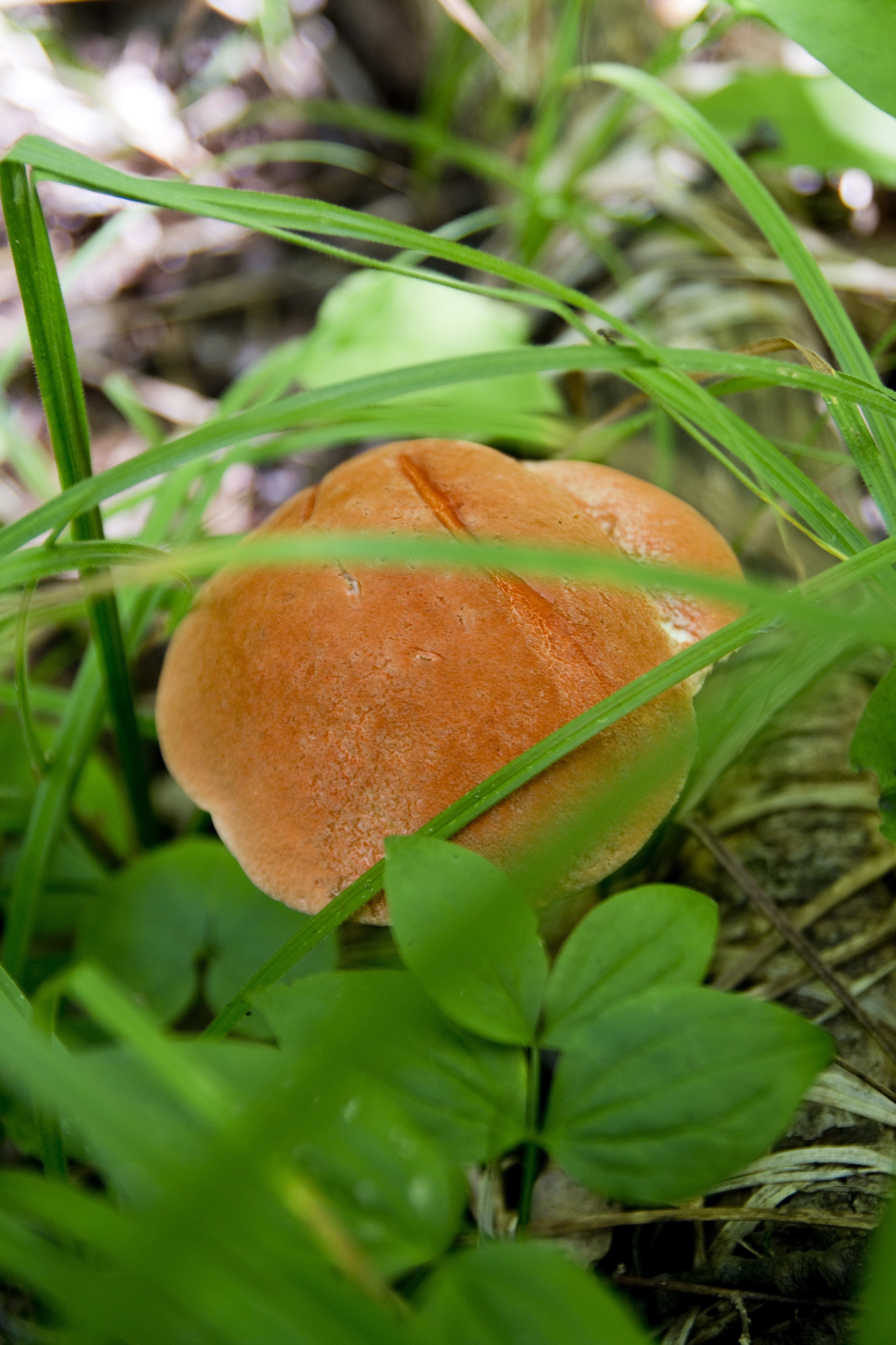 Food Cap Fungus free image download