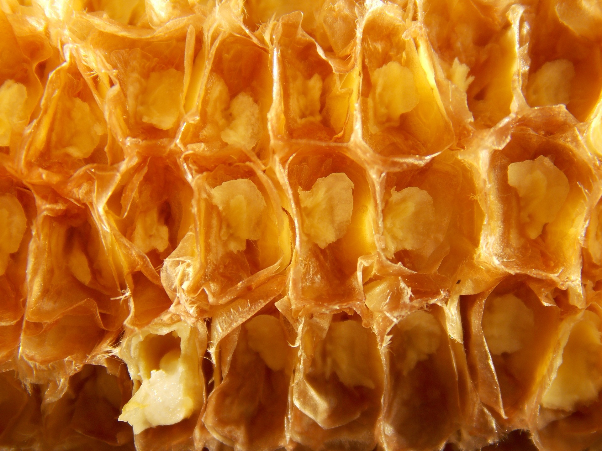 Texture of Corn Spaces Food free image download