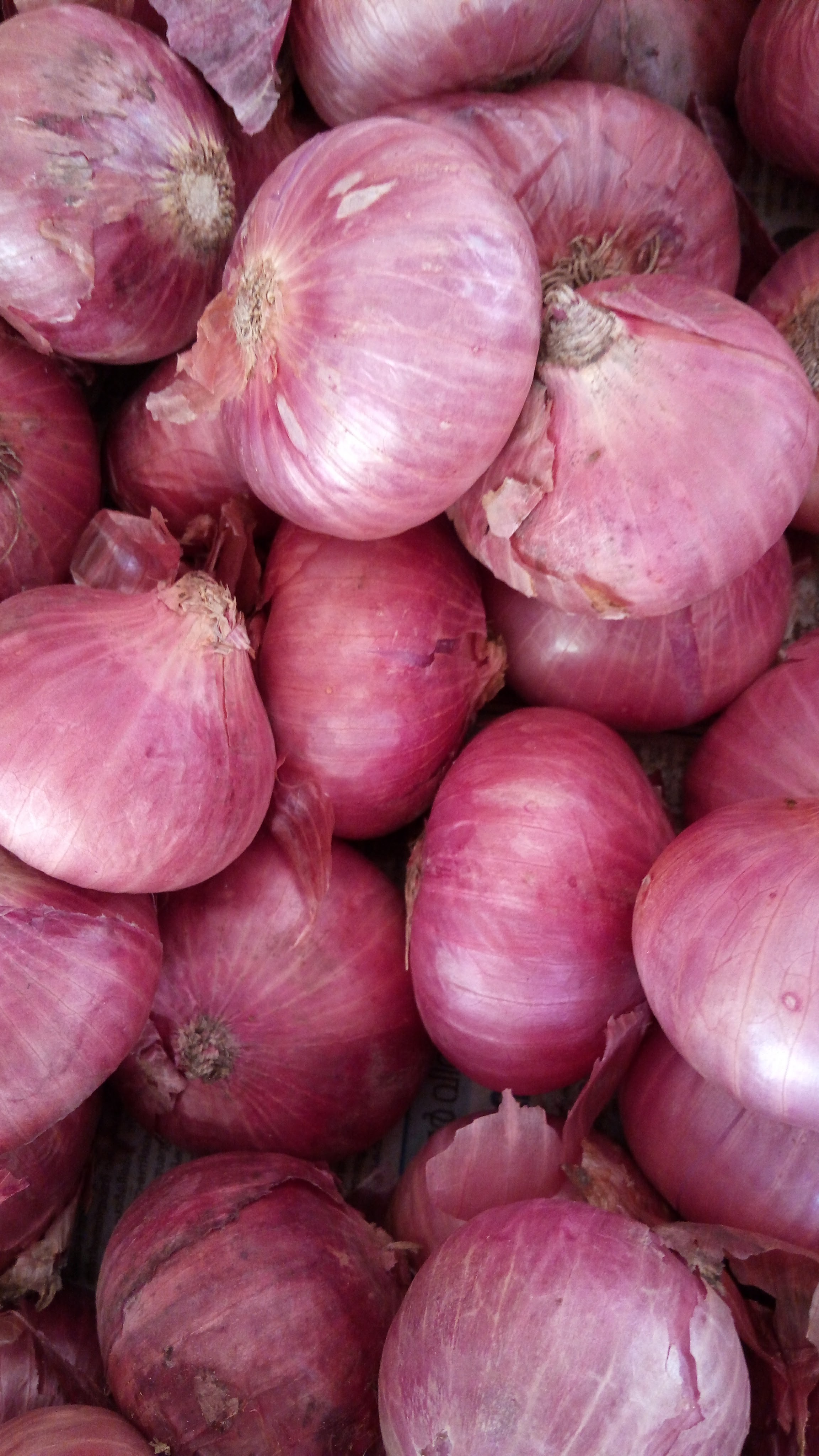 Purple Organic Onion Vegetables free image download