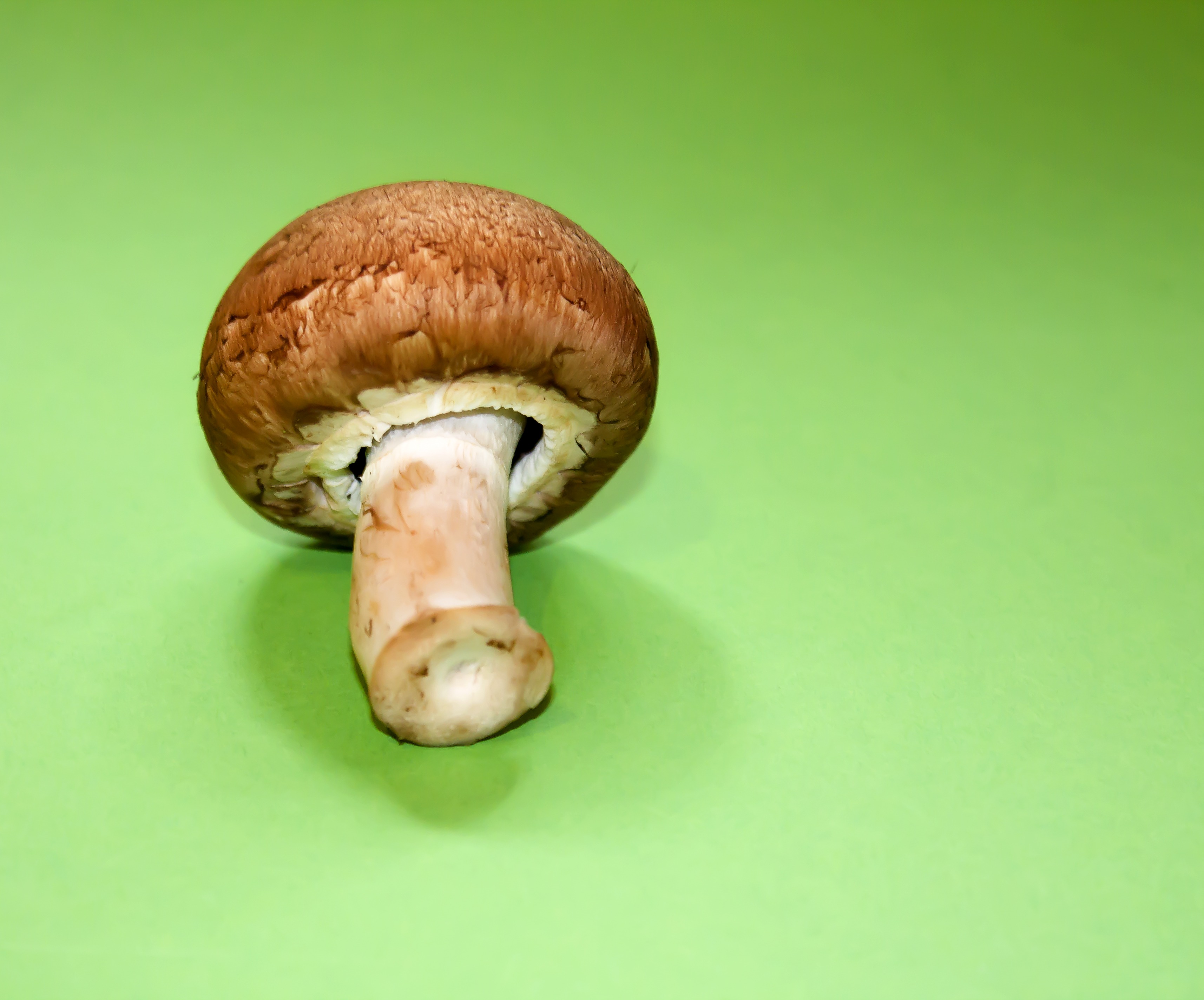 Champignion Healthy Mushroom free image download