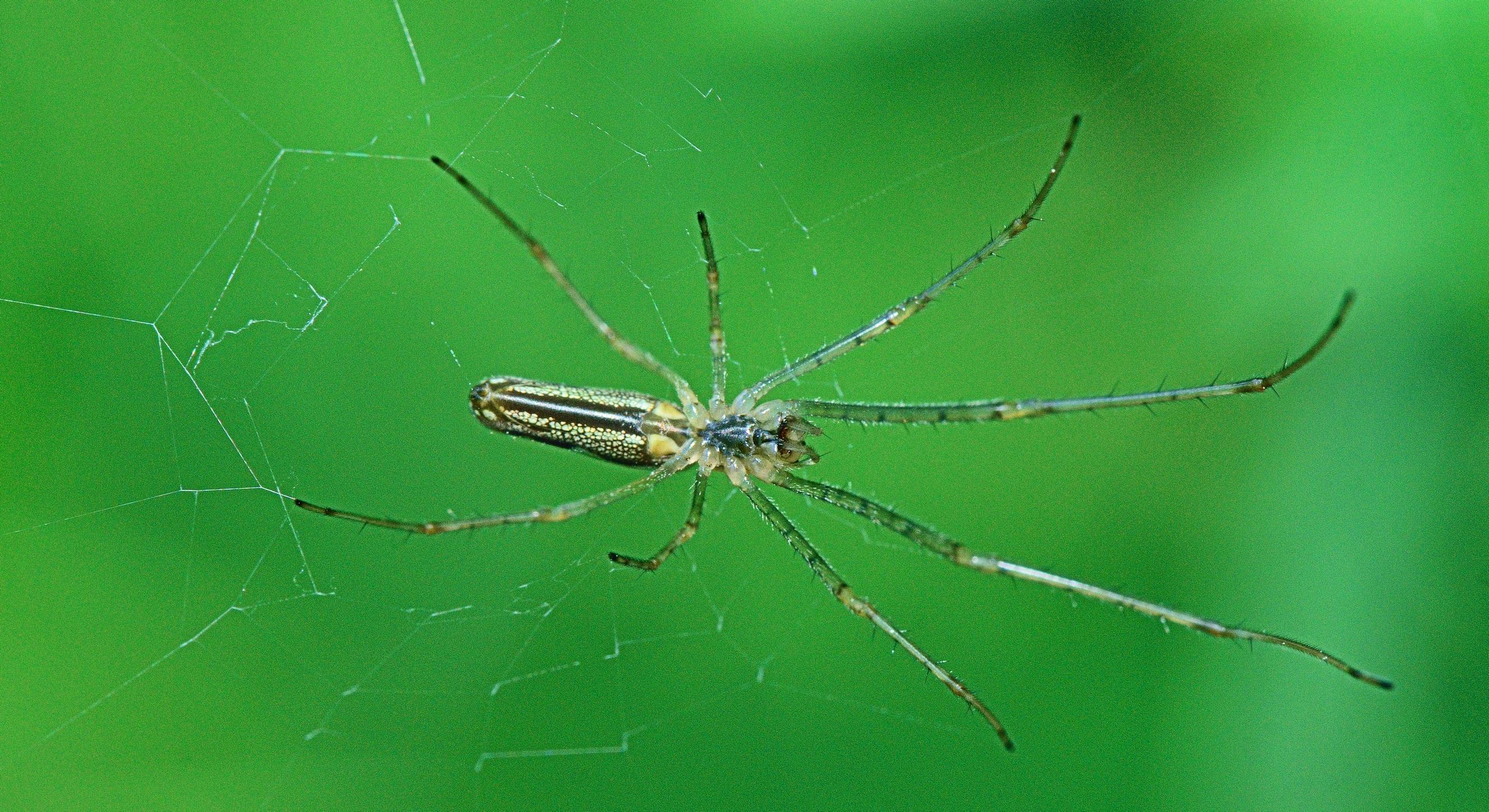 Nature Insect Bichito free image download