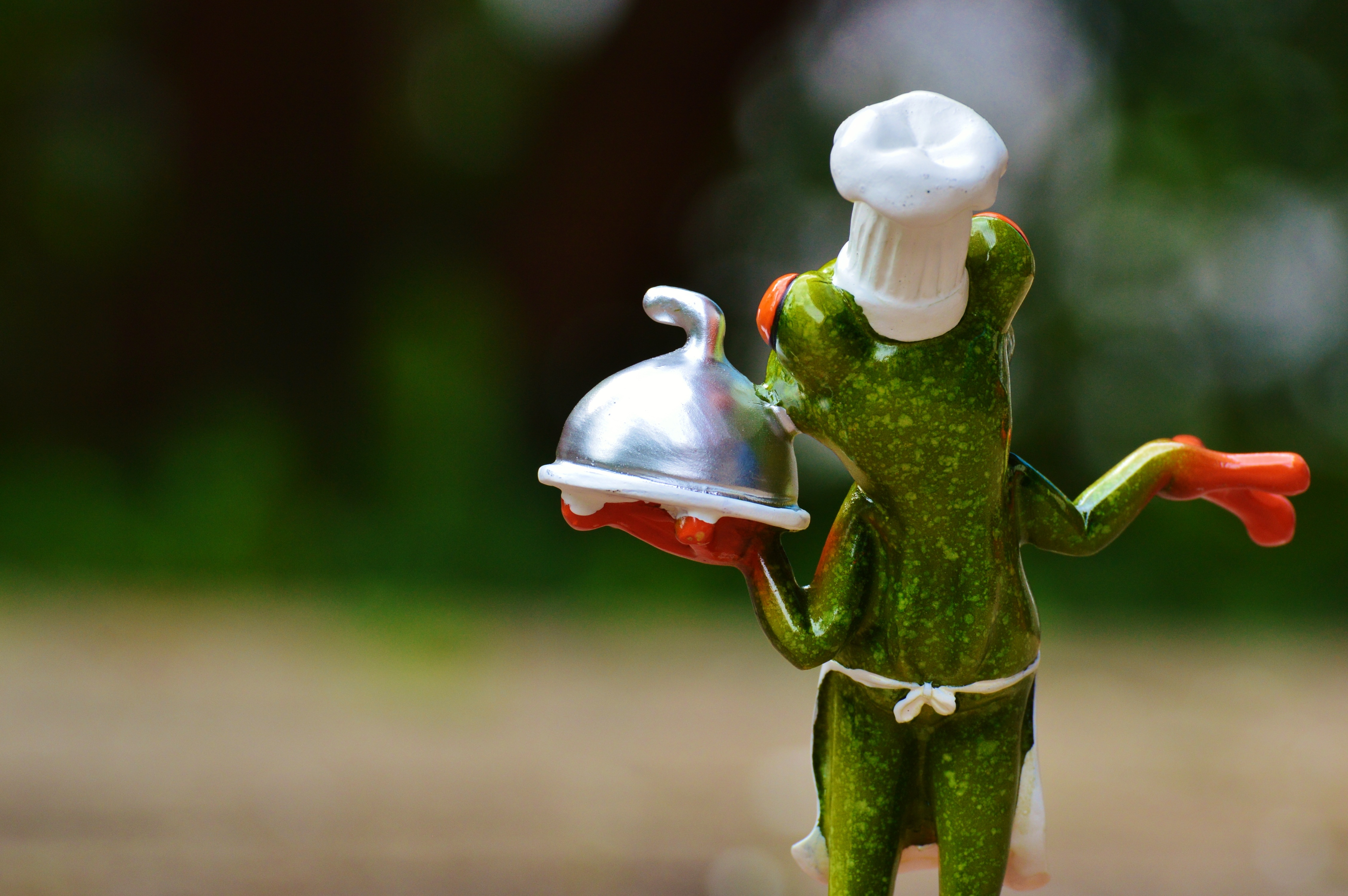 Frog Cooking Eat free image download