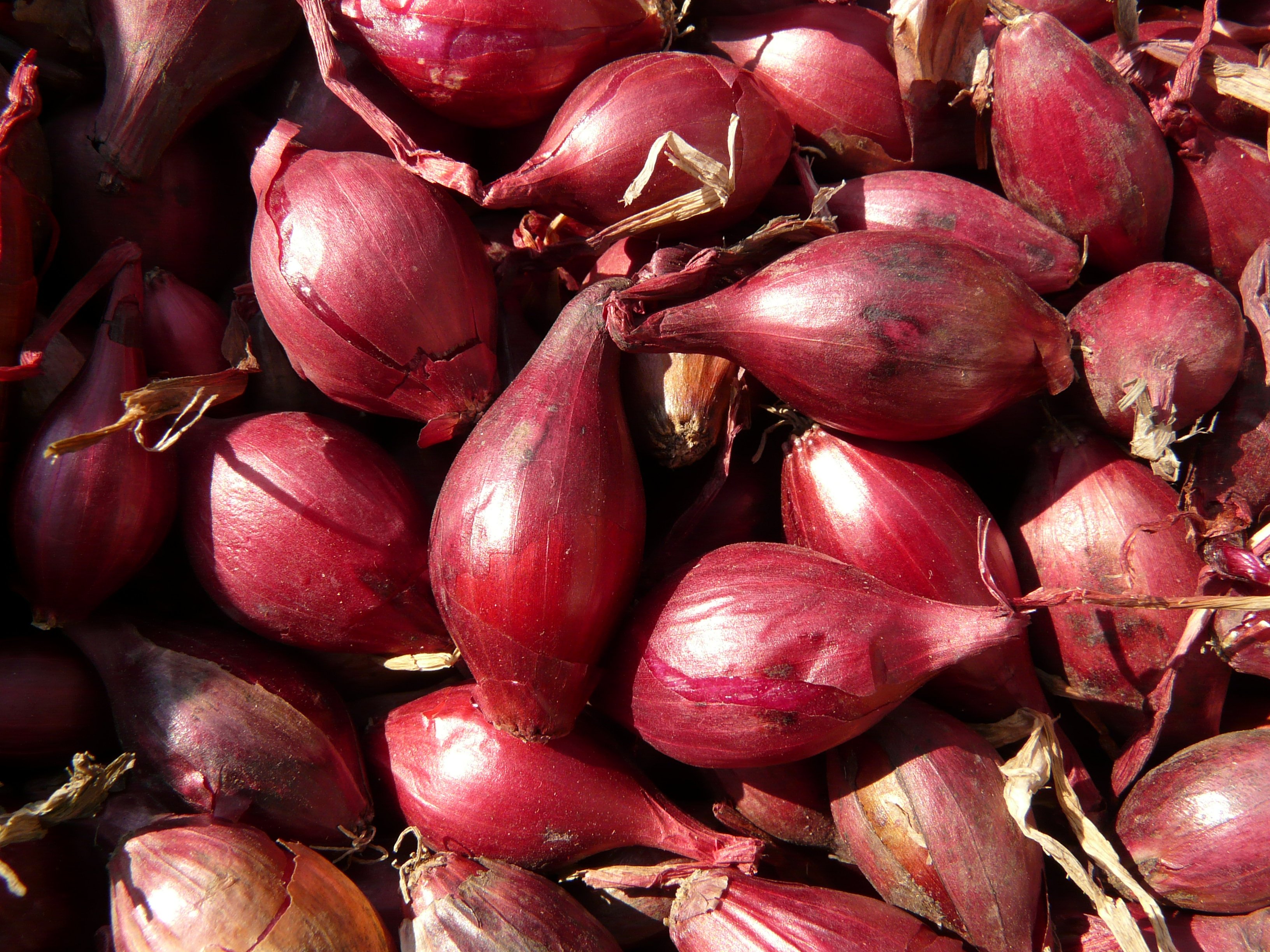 Red Shallots Shallot free image download