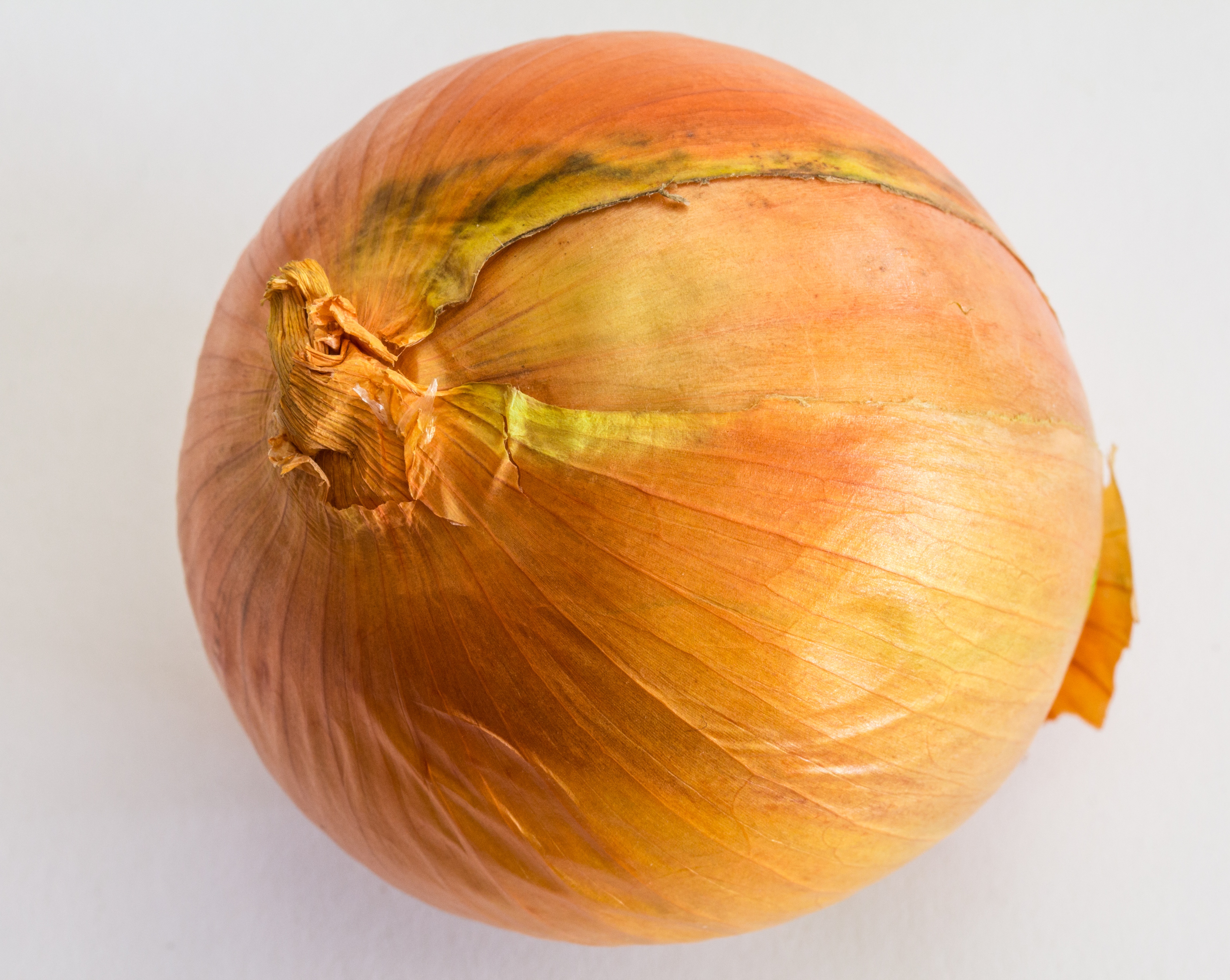 Onion Onions Bolle Cream free image download