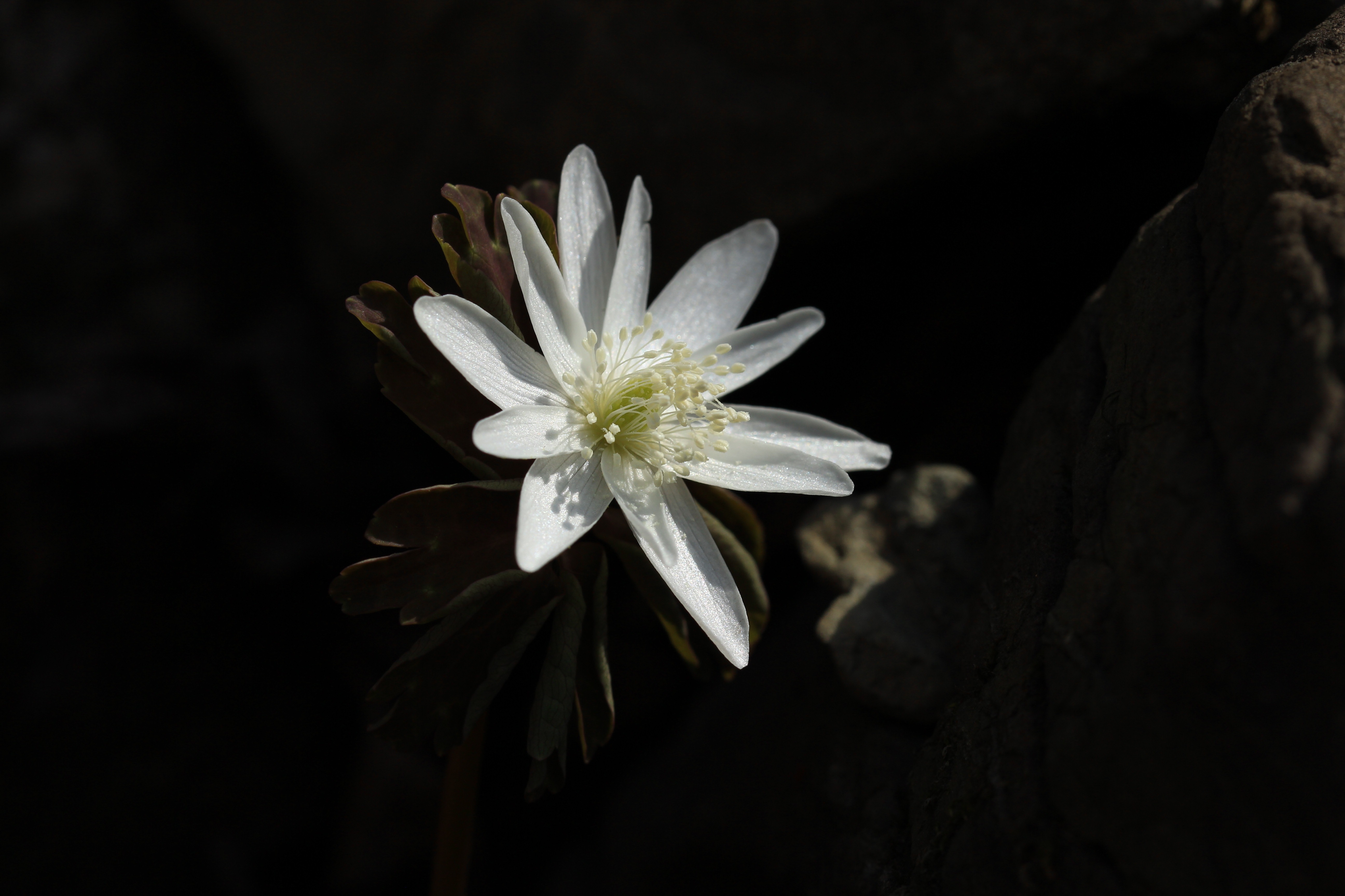 Baram Flower Floral Plant free image download