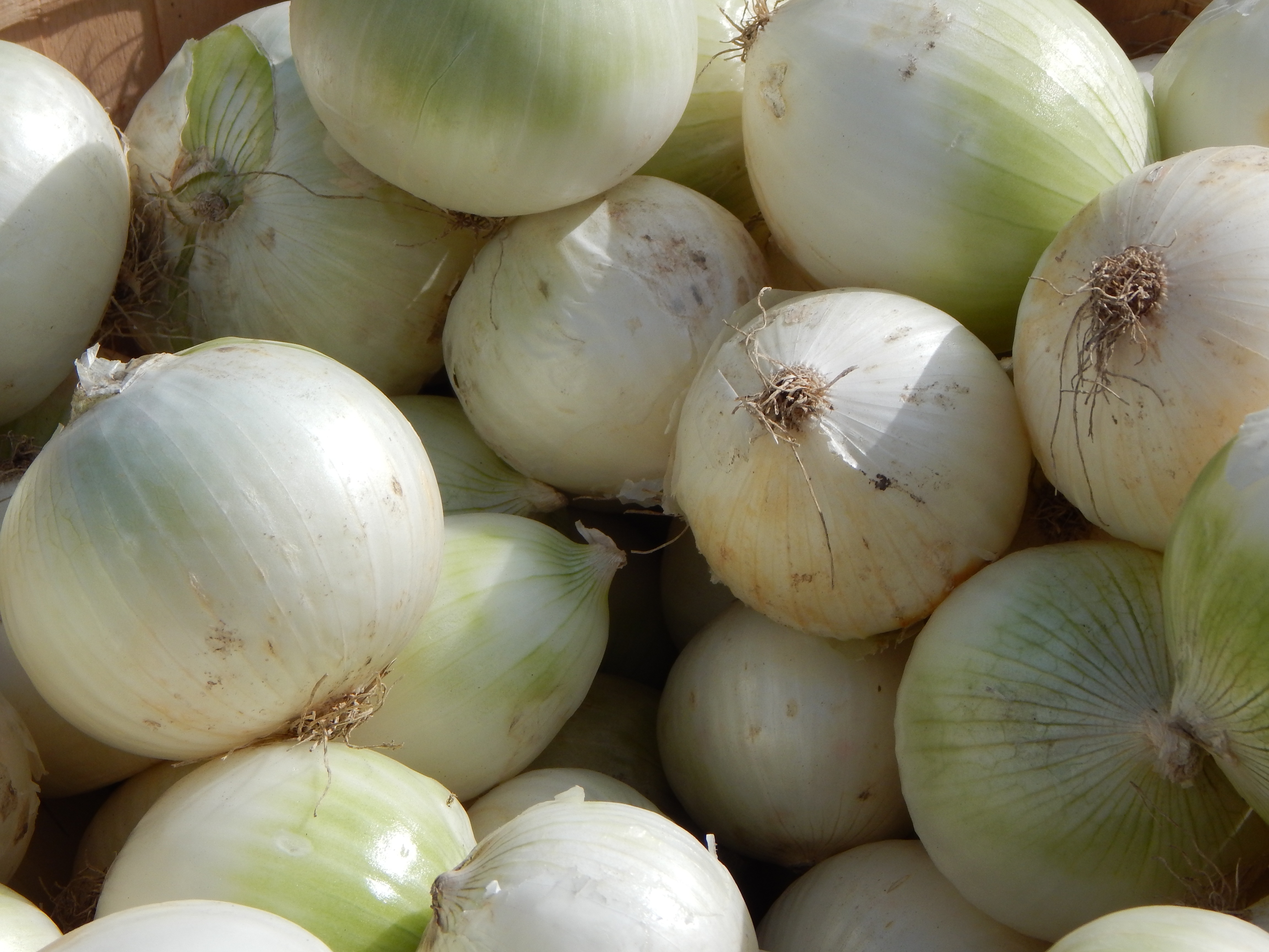 Onions Vegetables Produce free image download