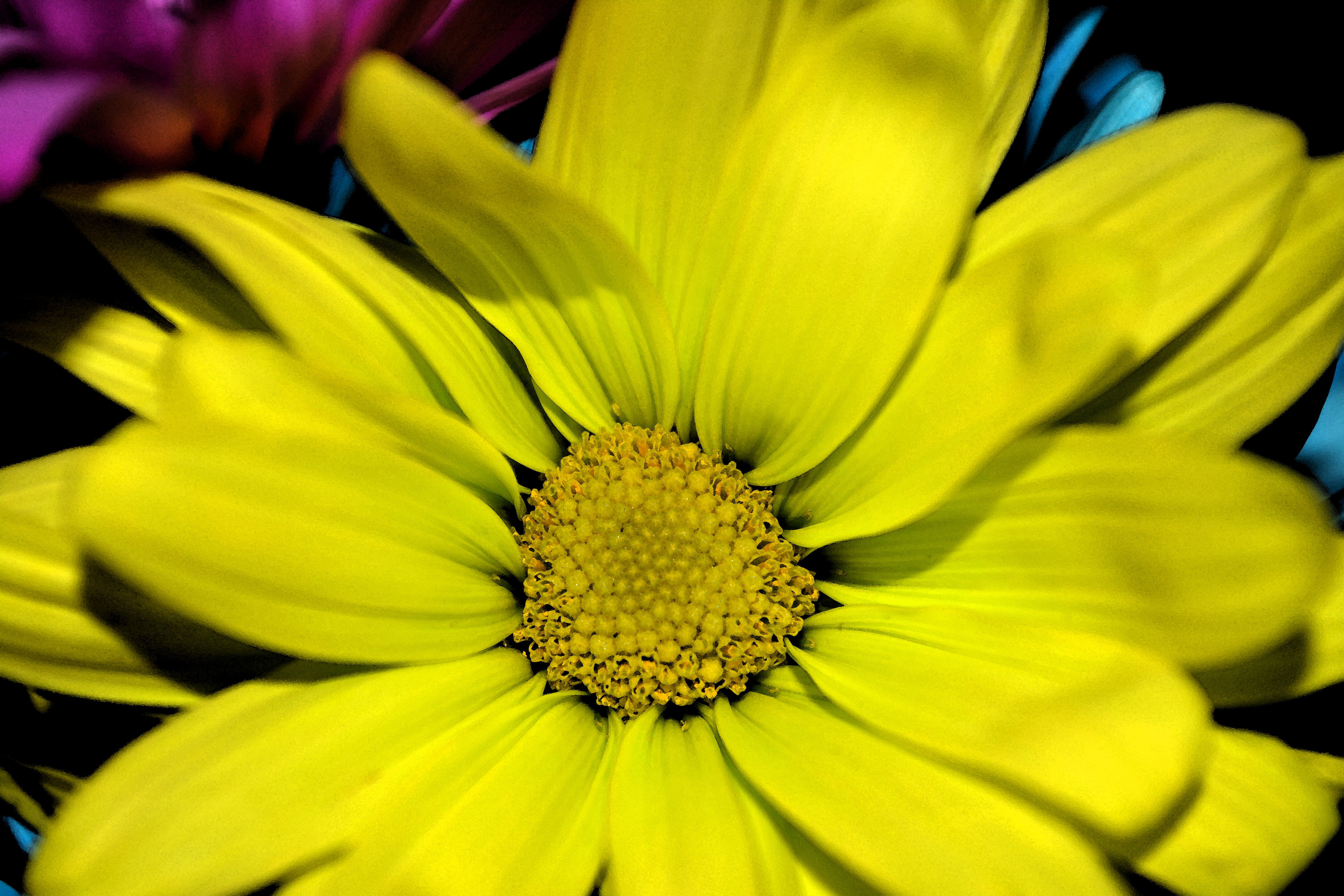 Yellow petals of wildflower free image download