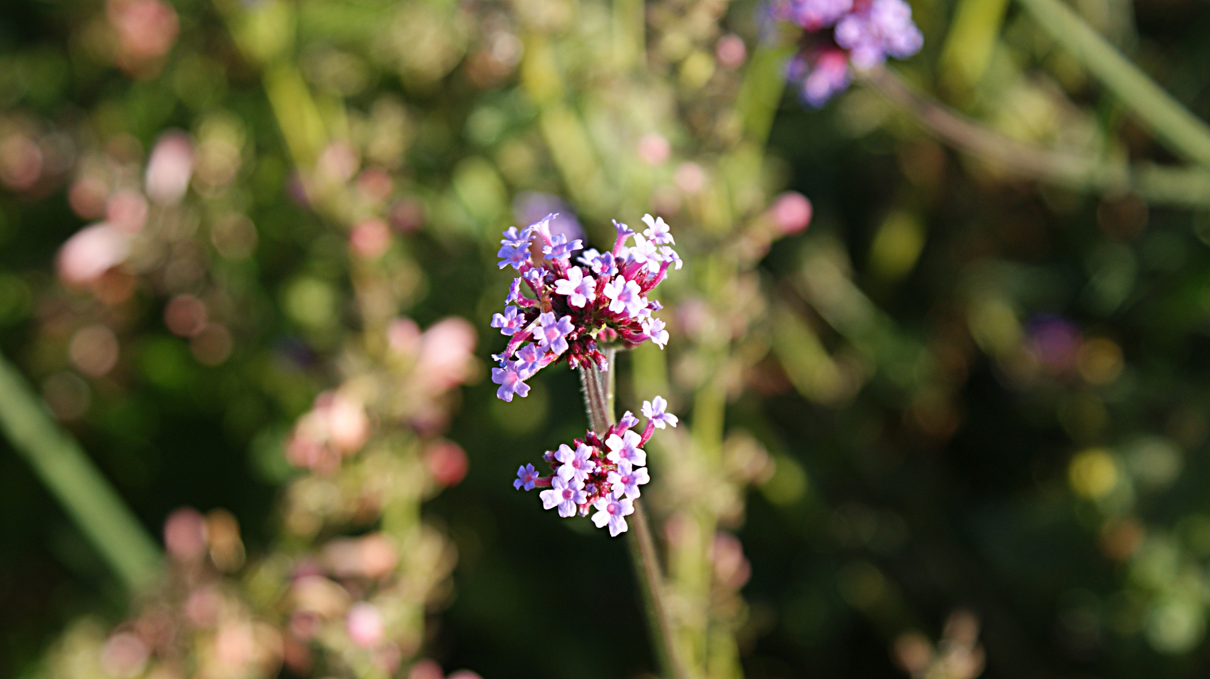 Small Flower Nature free image download