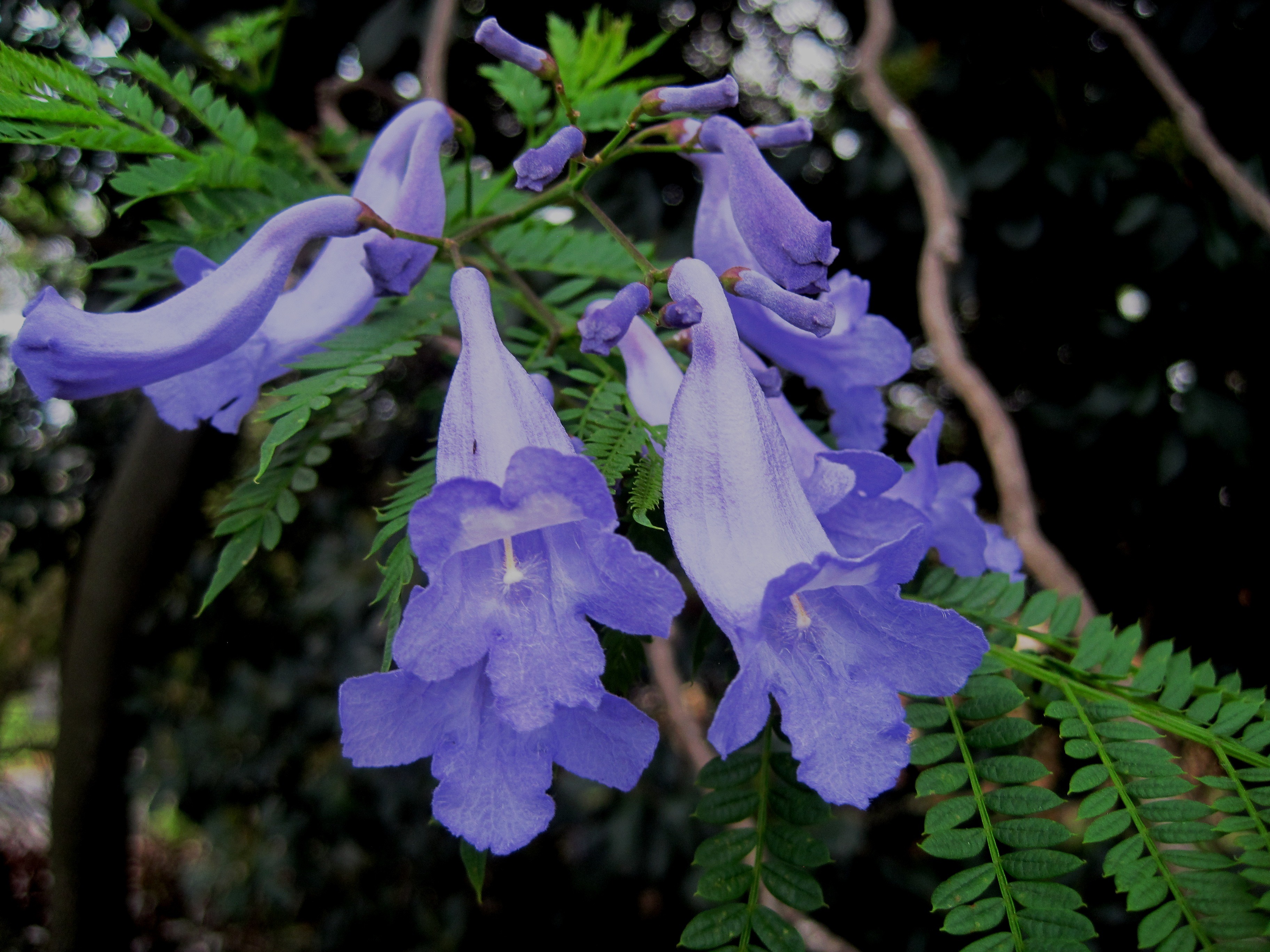 Jakaranda Petals Wildflower Flowers free image download