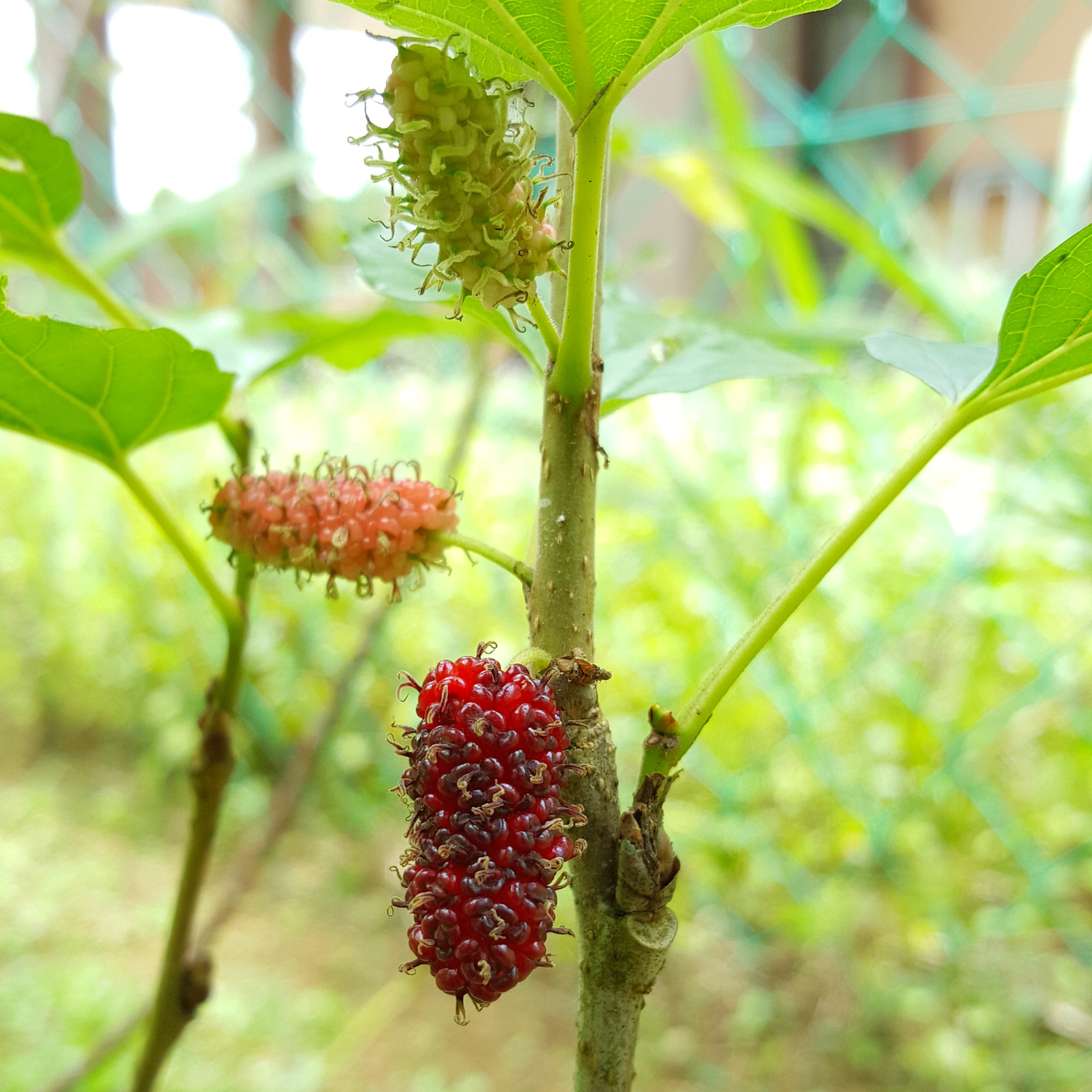 Mulberry Food Healthy free image download