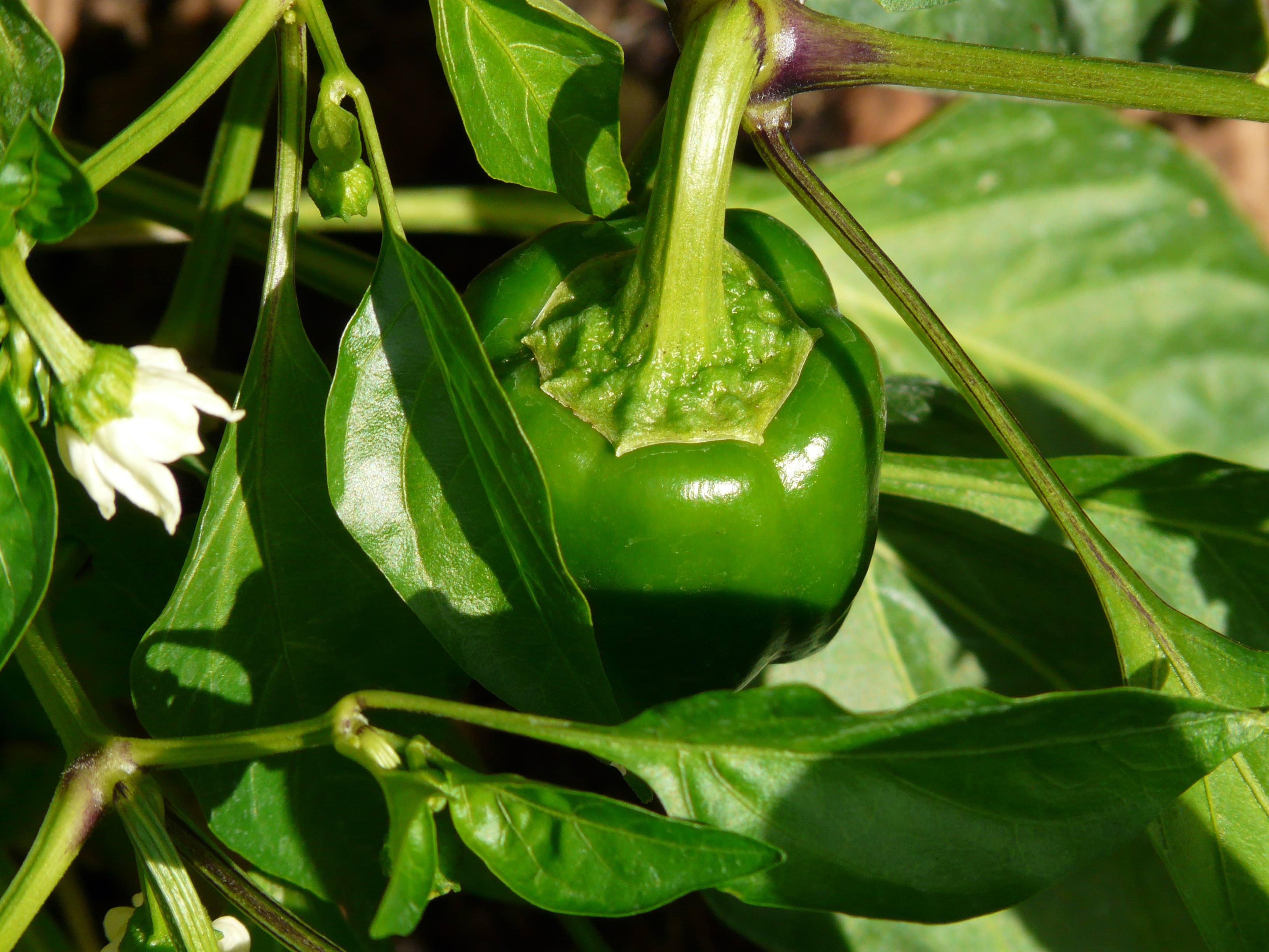 Bell Pepper Plant Shrub free image download