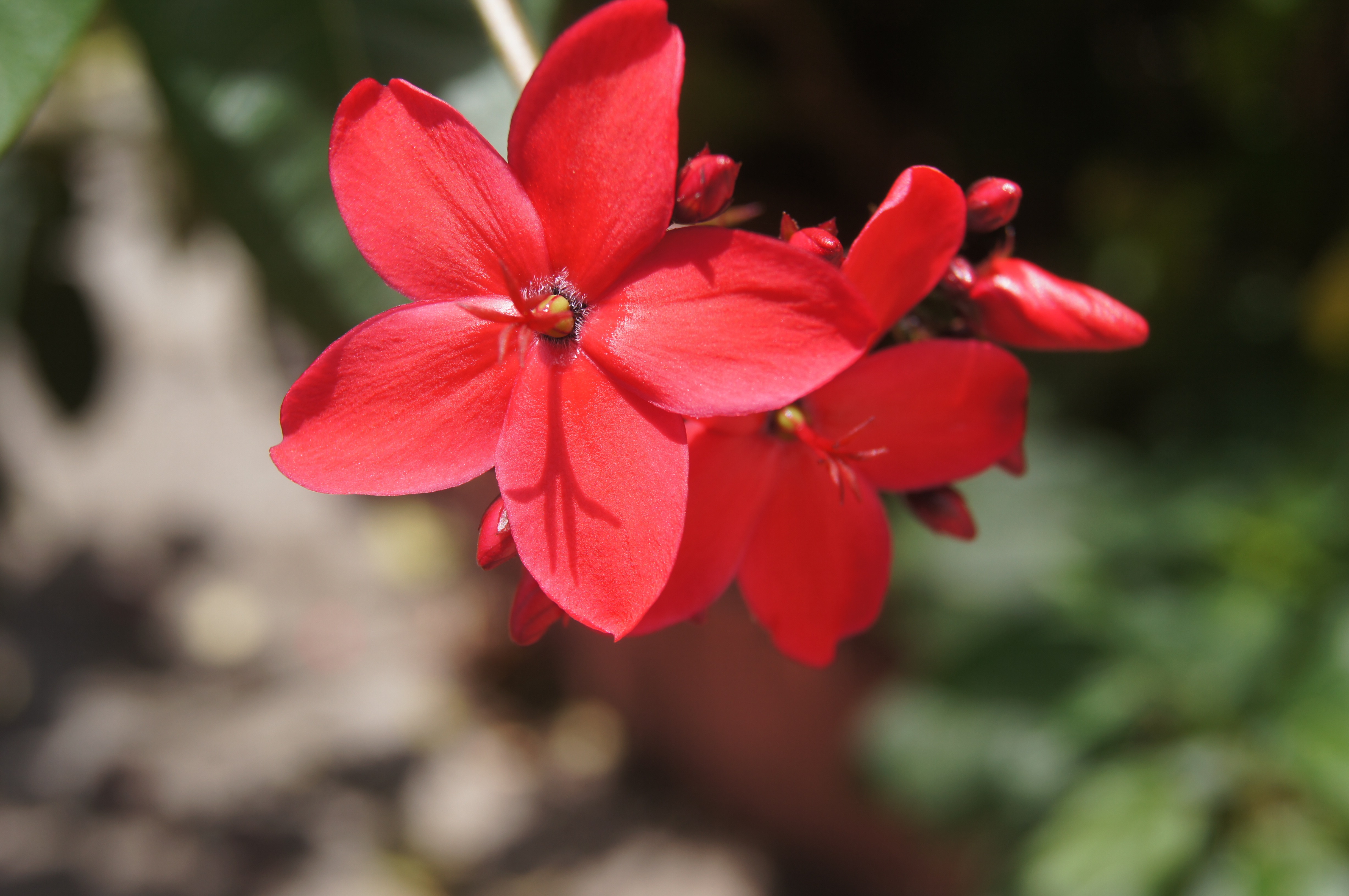 Red Hesperantha free image download