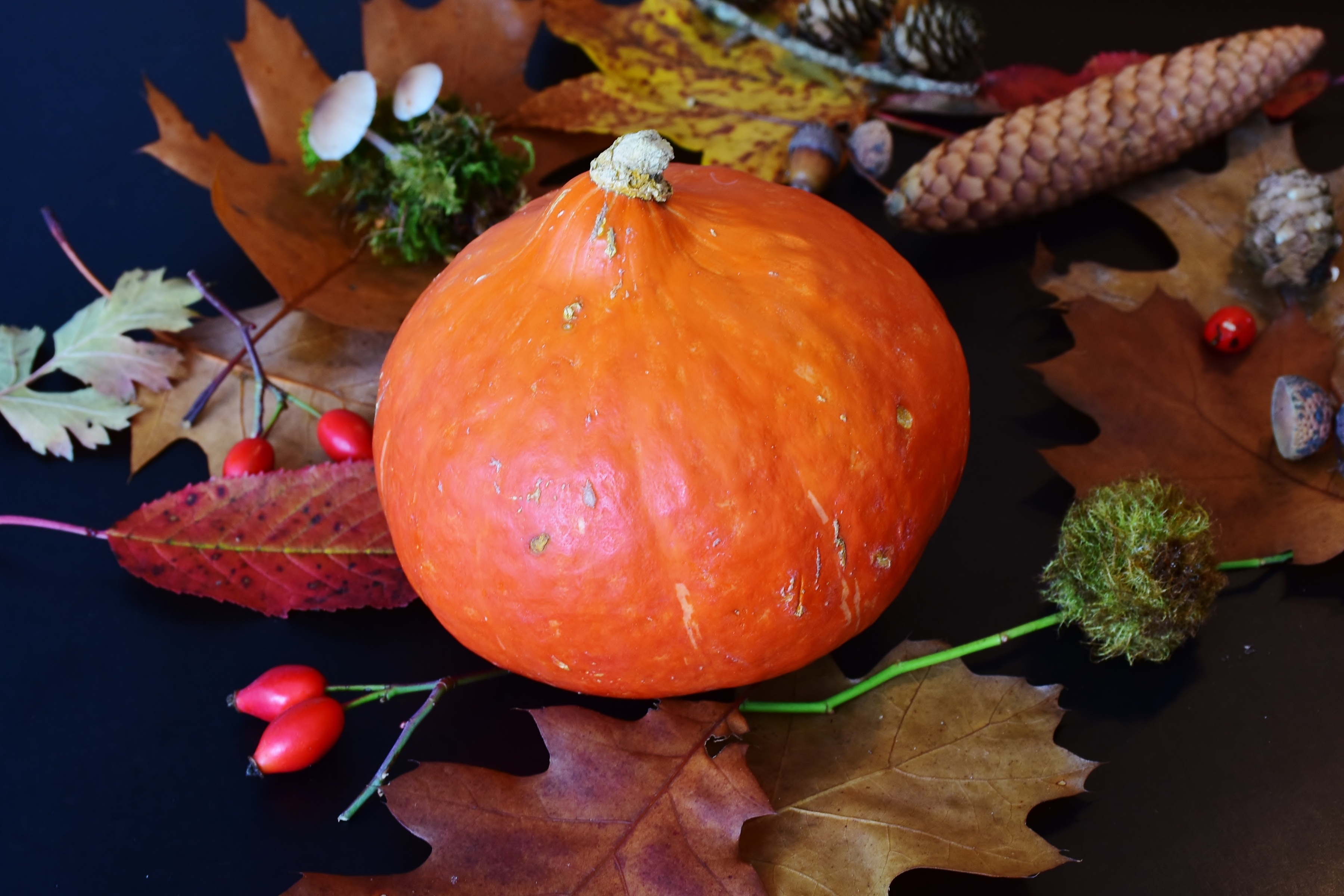 Autumn Harvest Pumpkin free image download