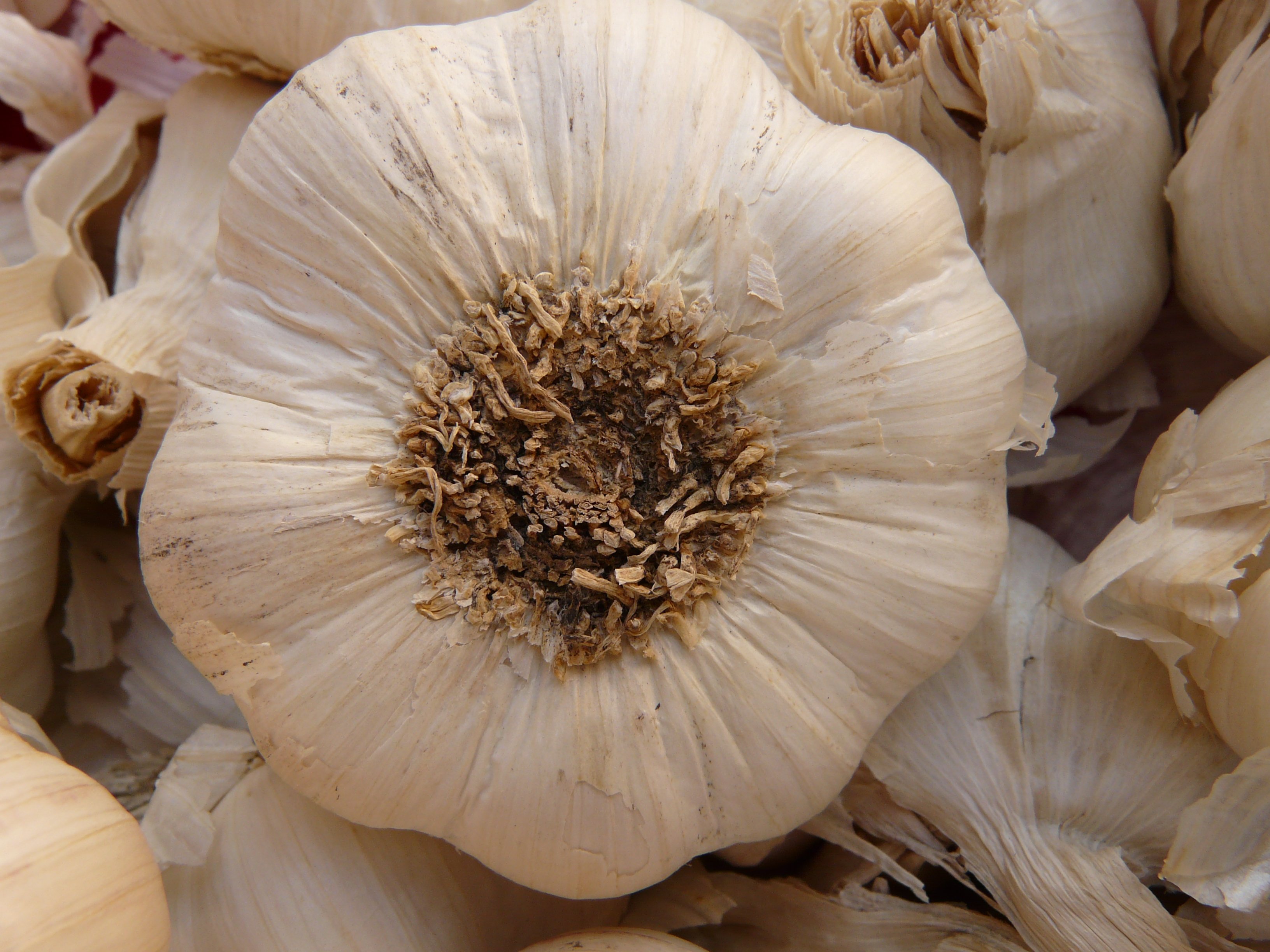 Aromatic Garlics Sharp free image download