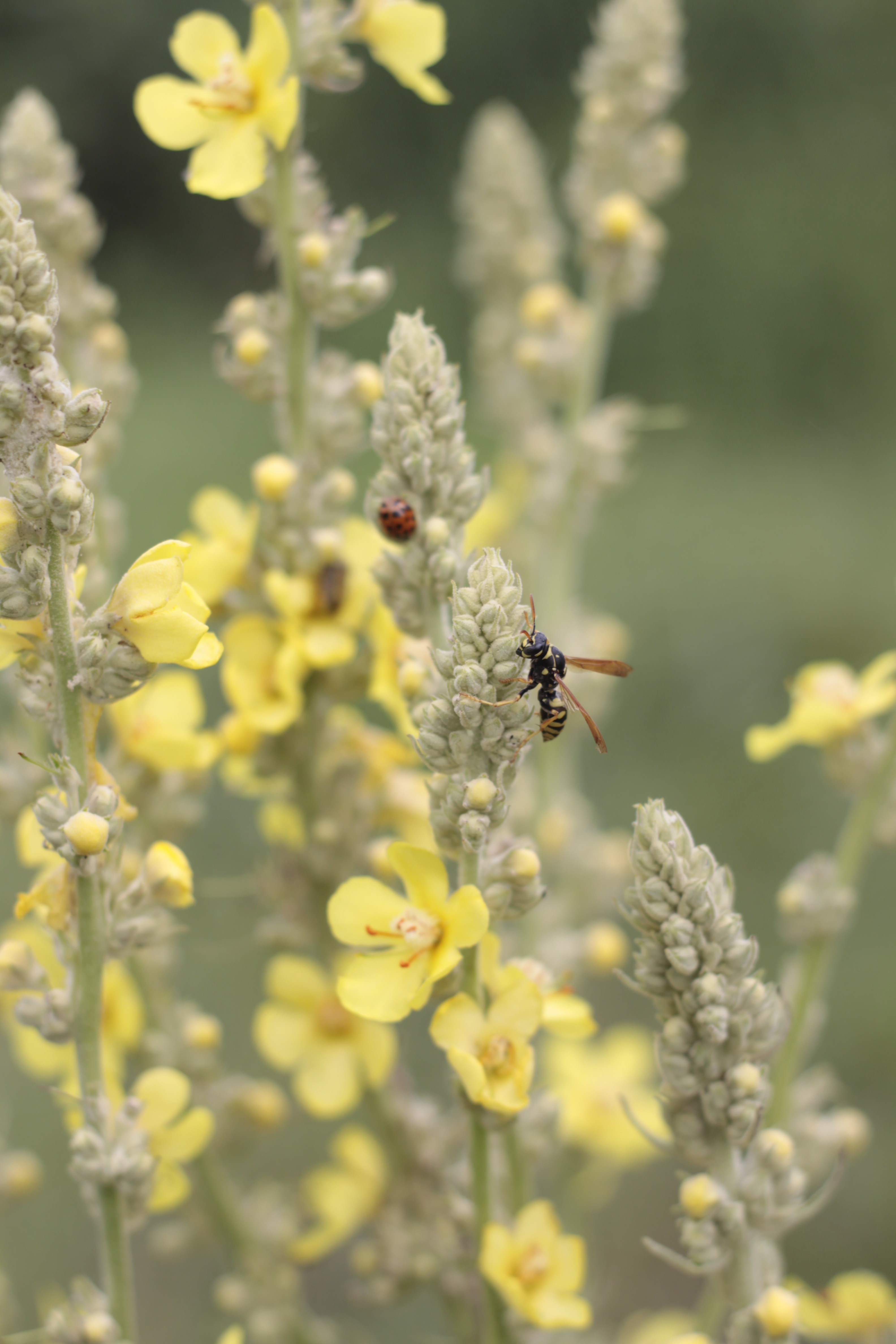 Wasp on Flowers in Summer free image download