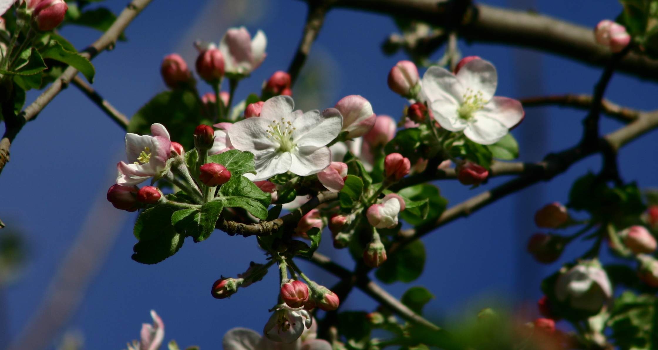 Forest apple tree free image download