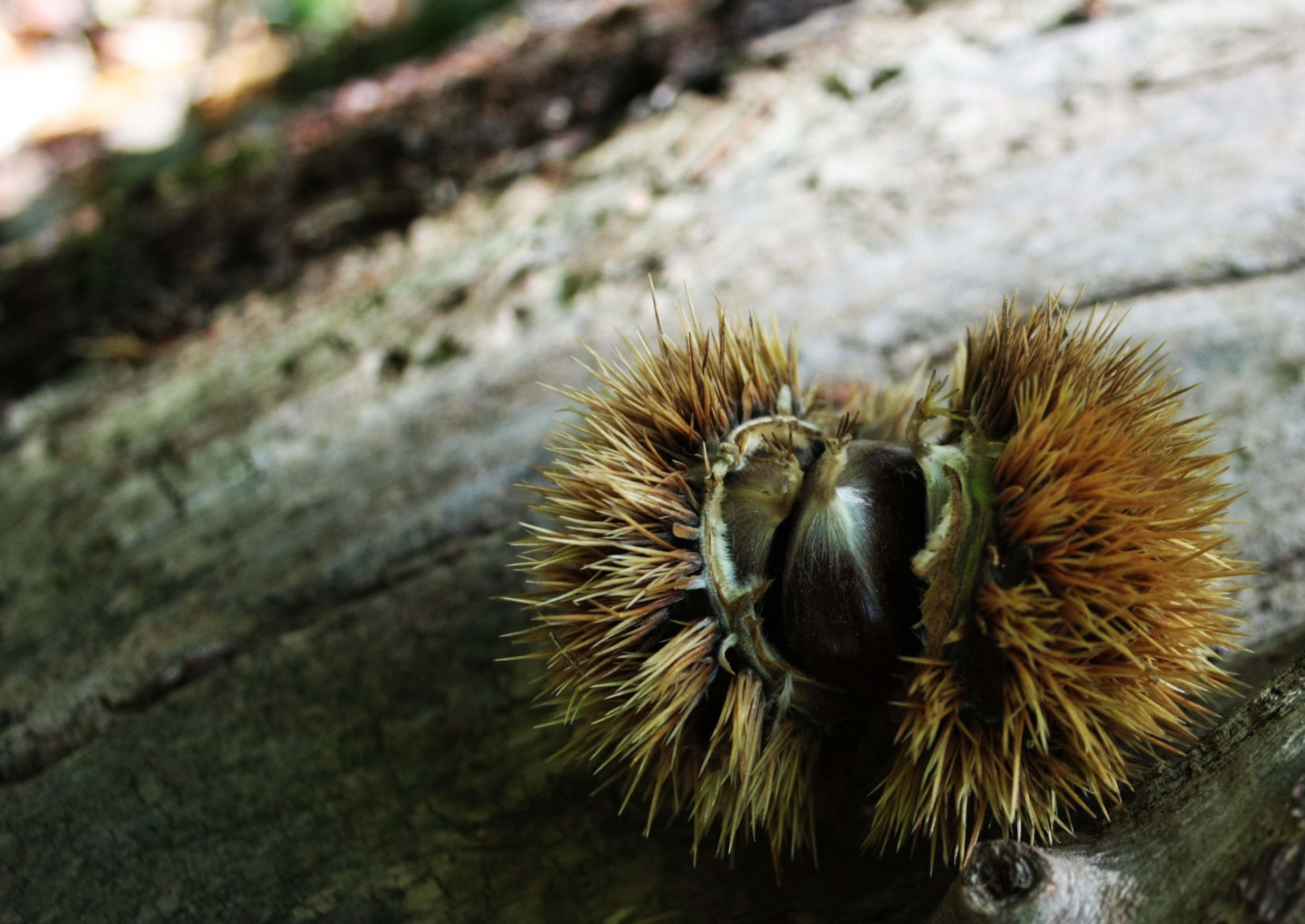 Prickly chestnut on log free image download