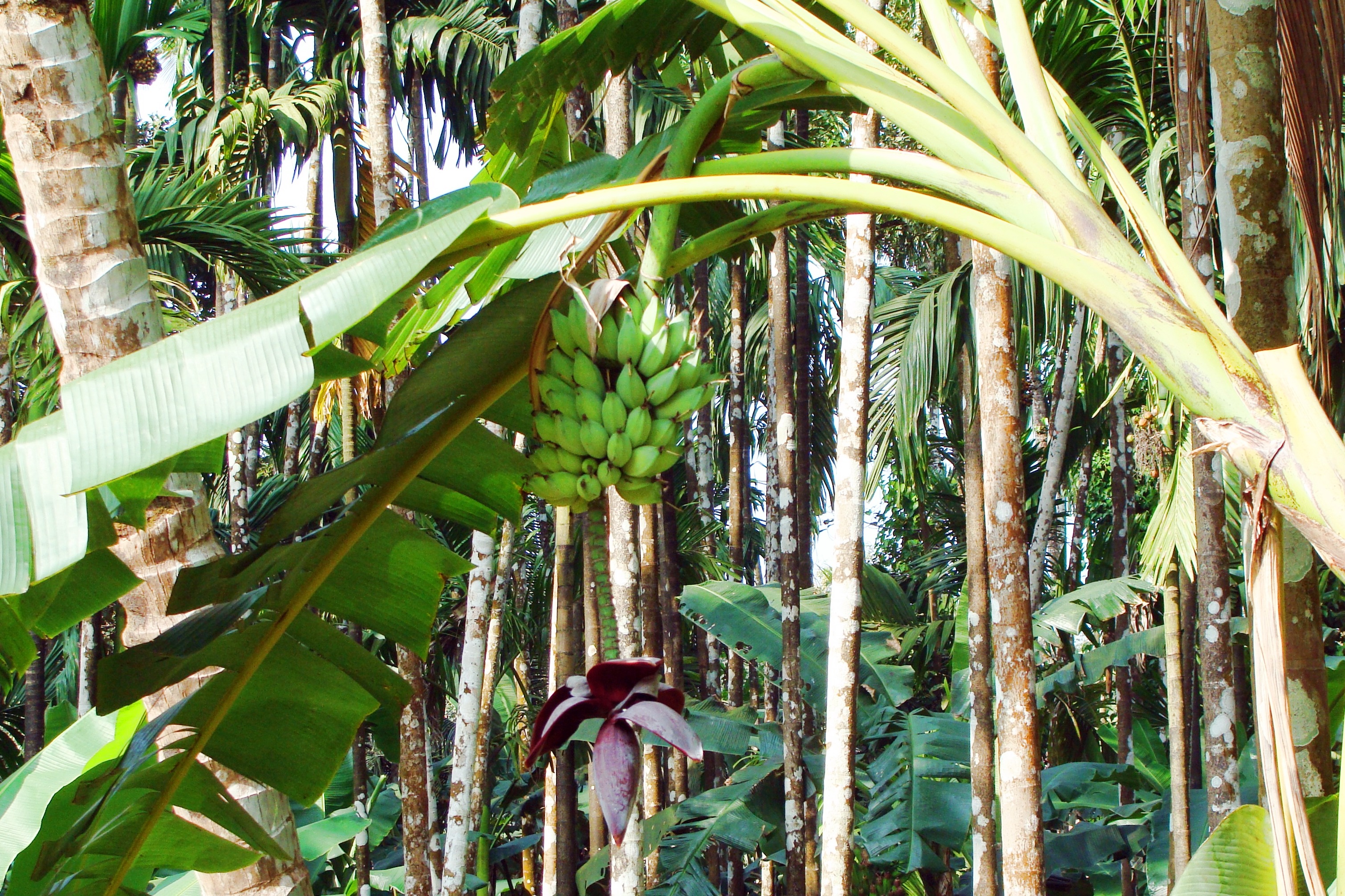 Banana Green India Plantain free image download
