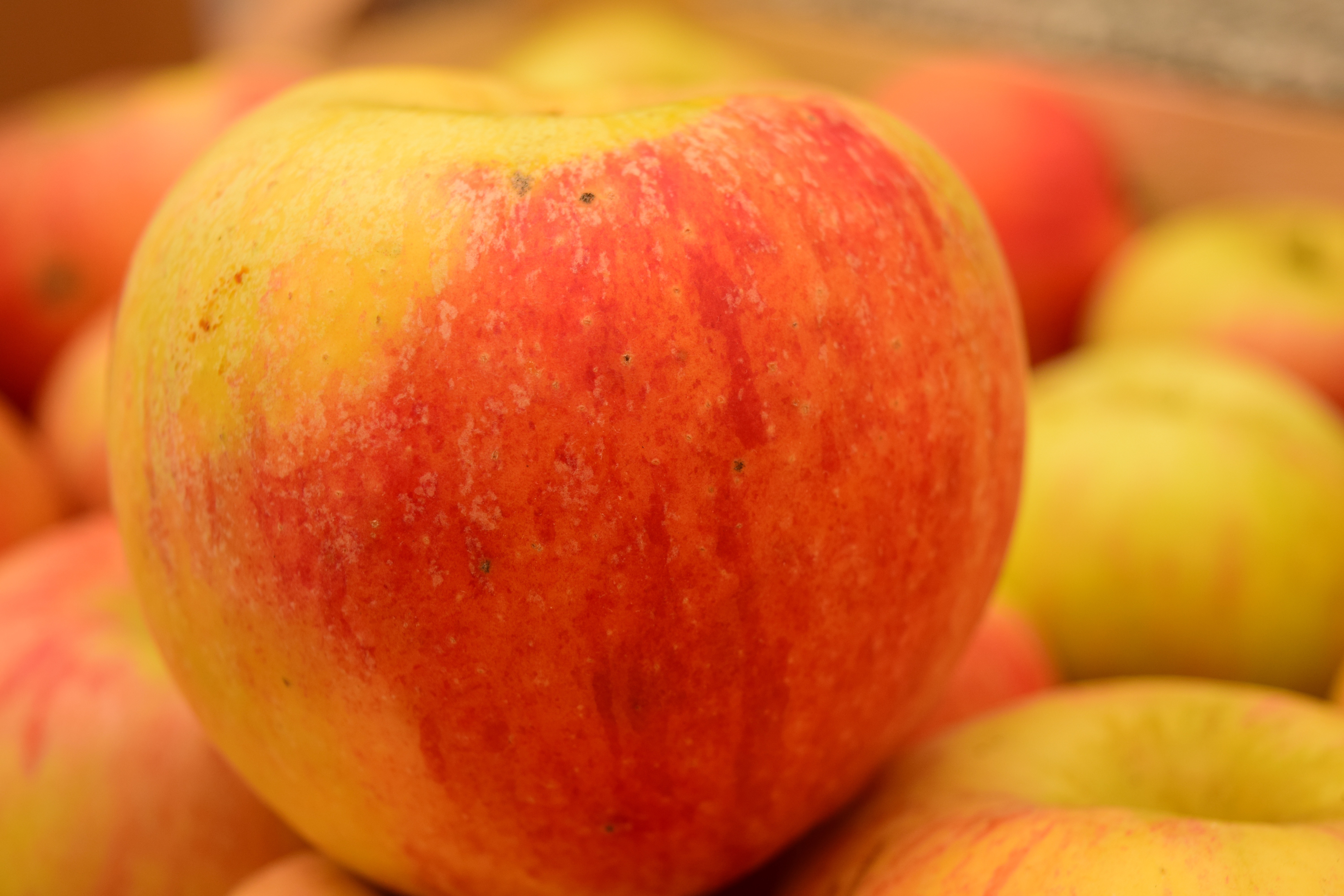 Macro shot of bright apple free image download