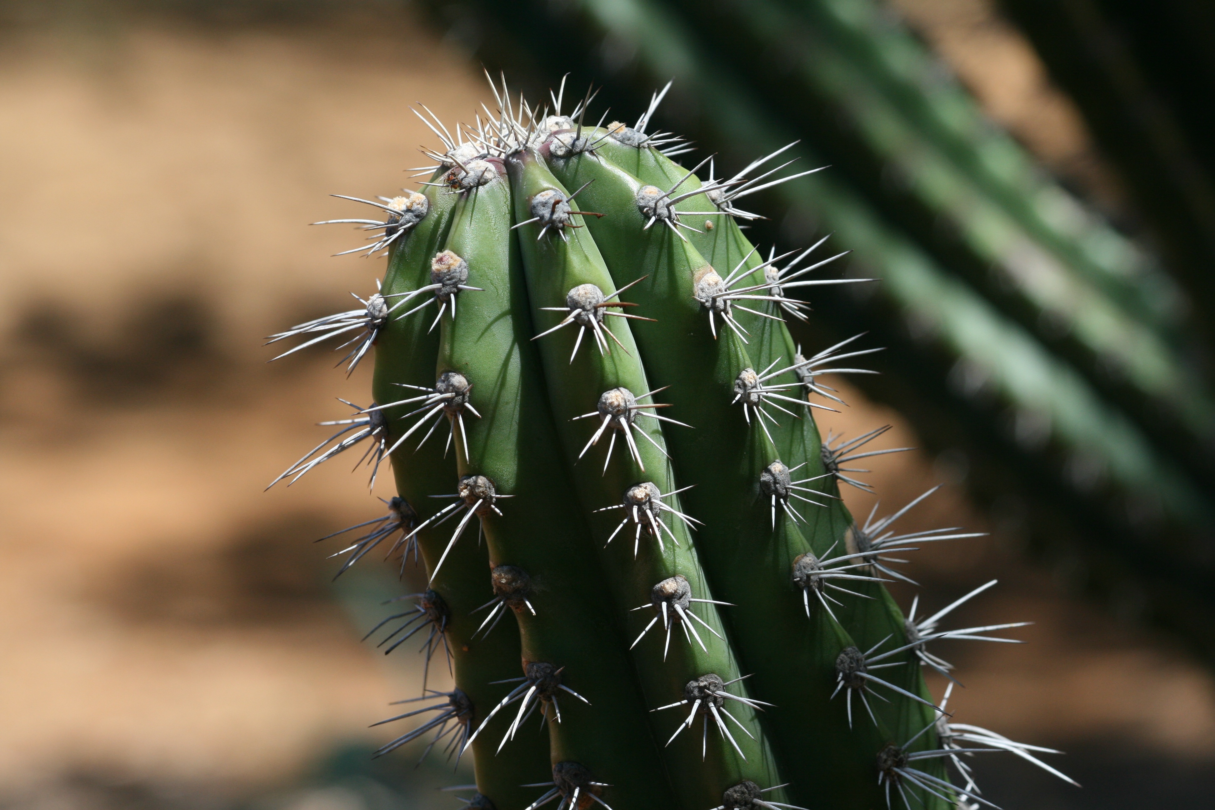 Cacti Nature Natural free image download