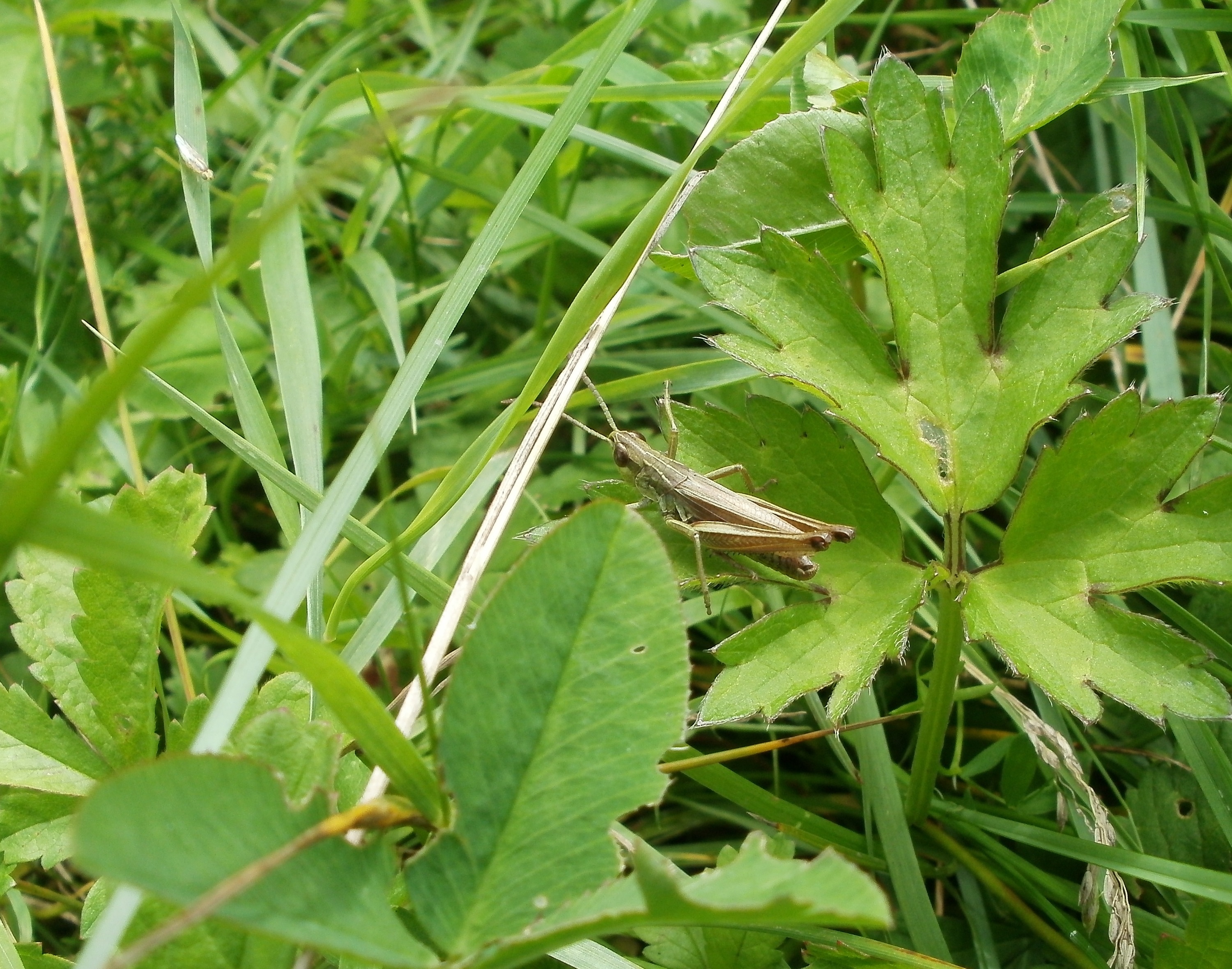 Grasshopper on leaves free image download