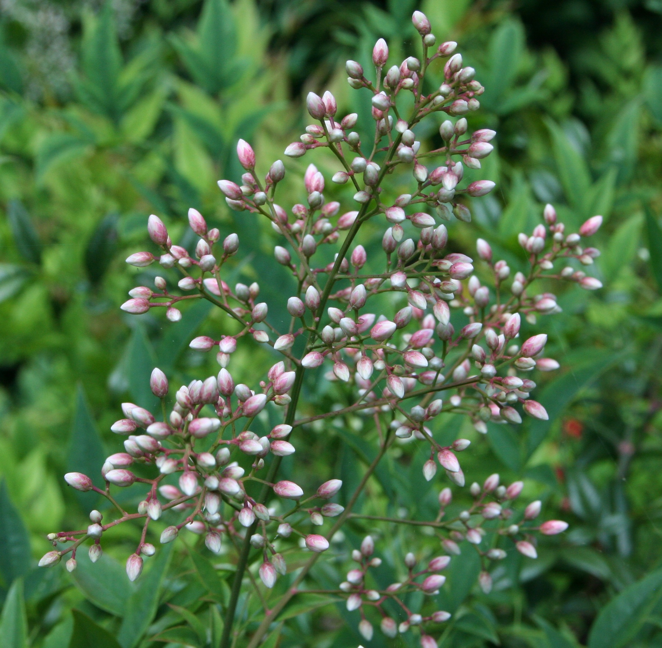 Flowering bush in a field free image download