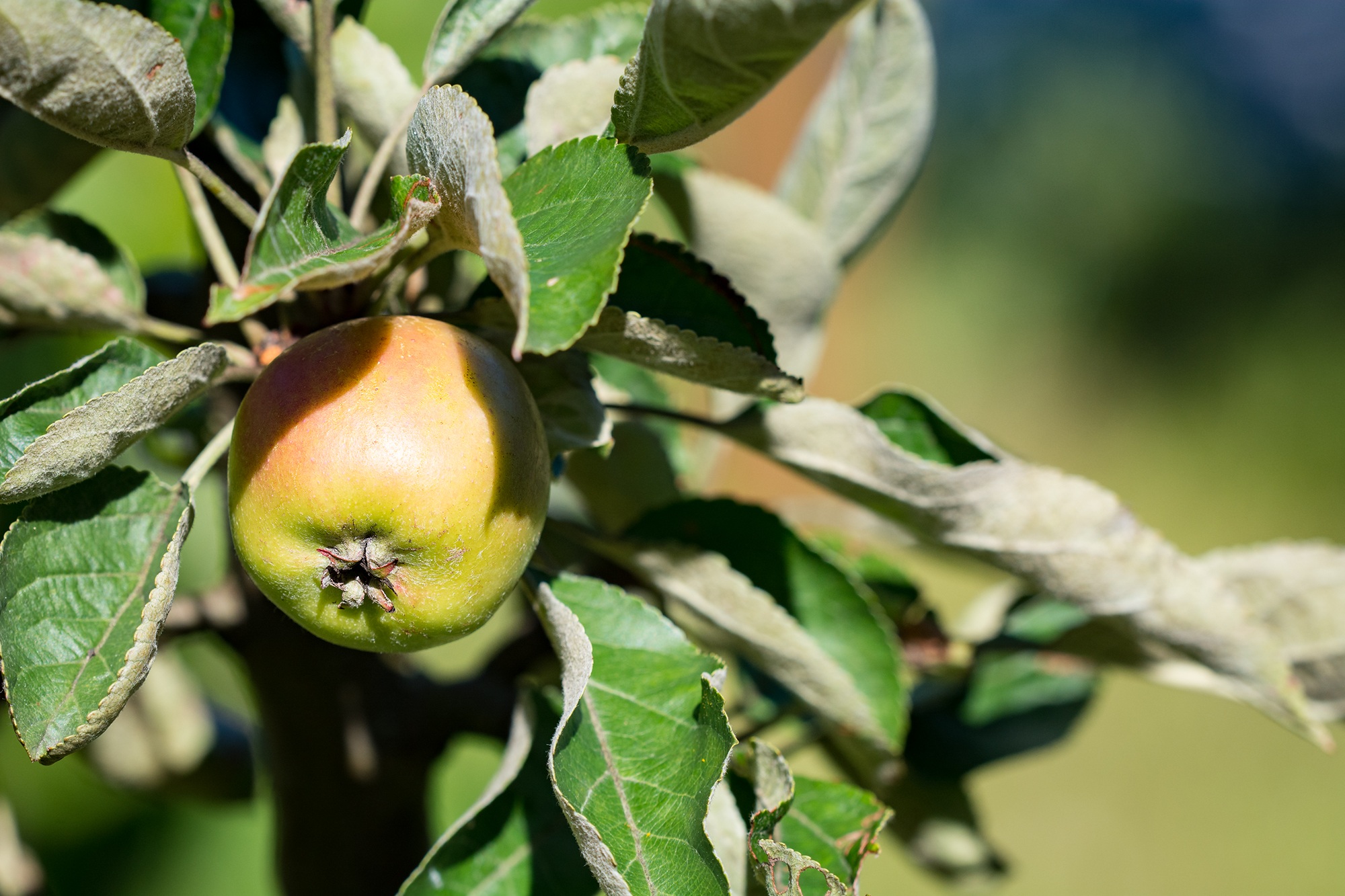 Apple Bio free image download