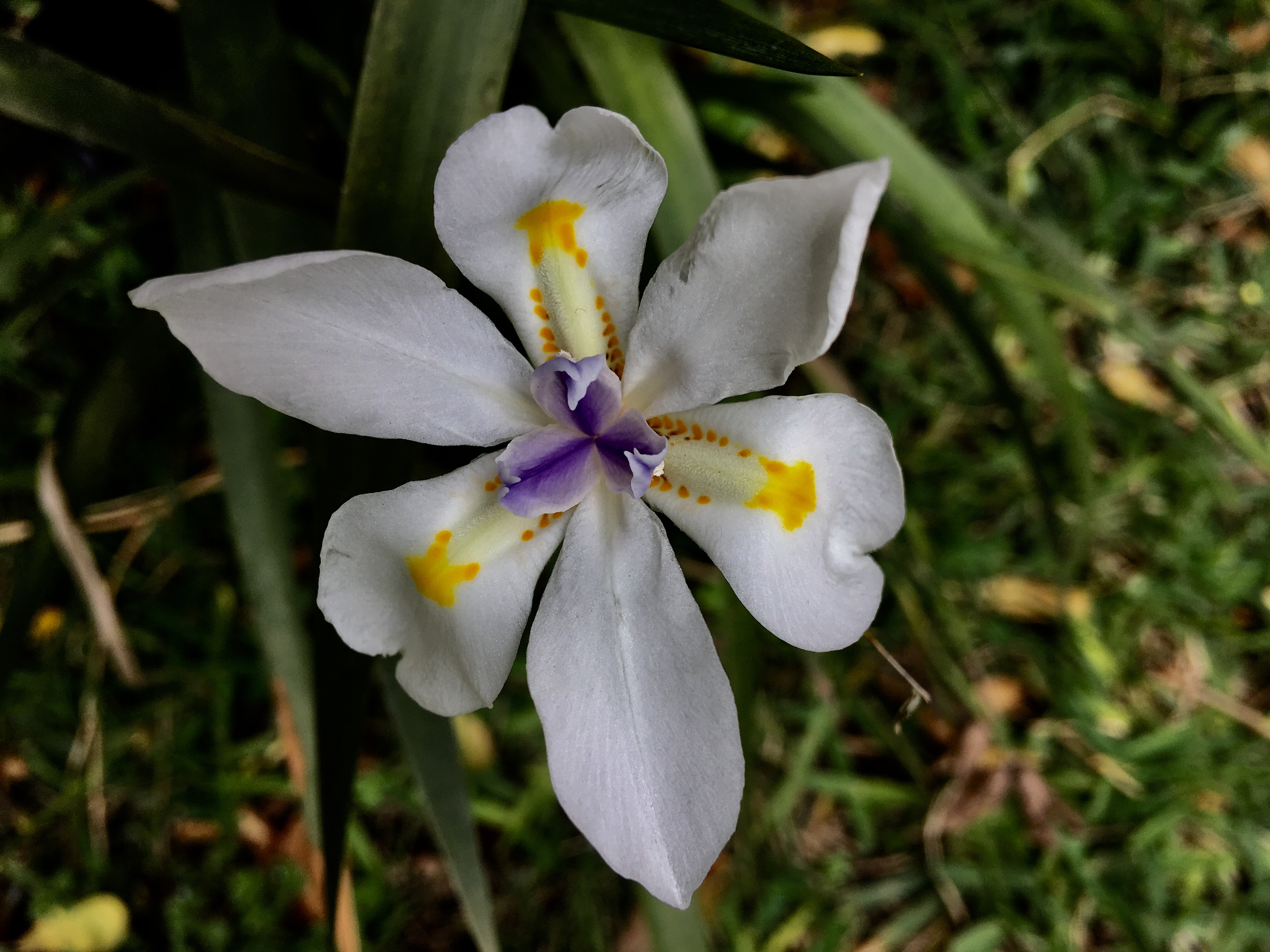 Garden flower bud free image download