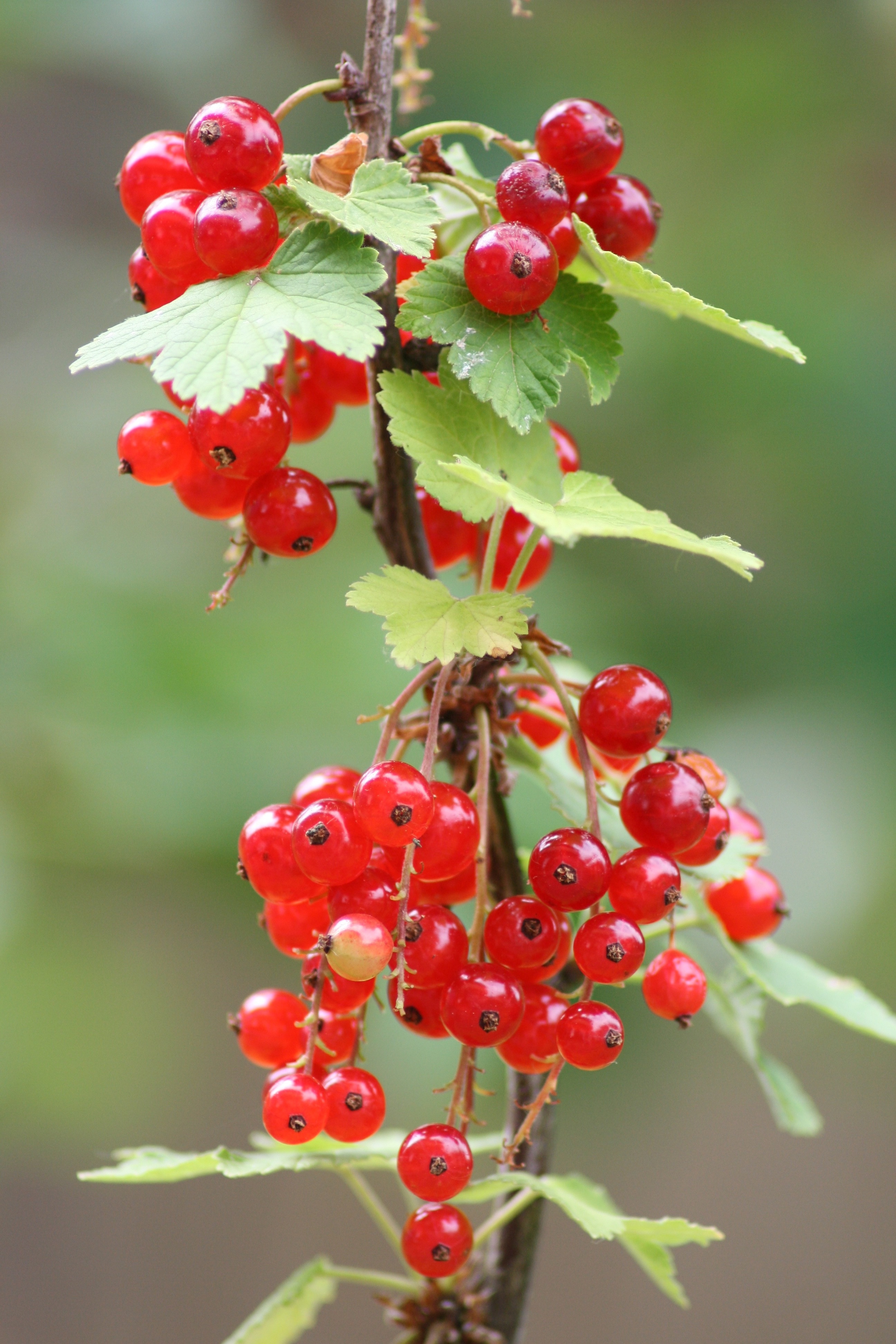 Red berries on the bush free image download