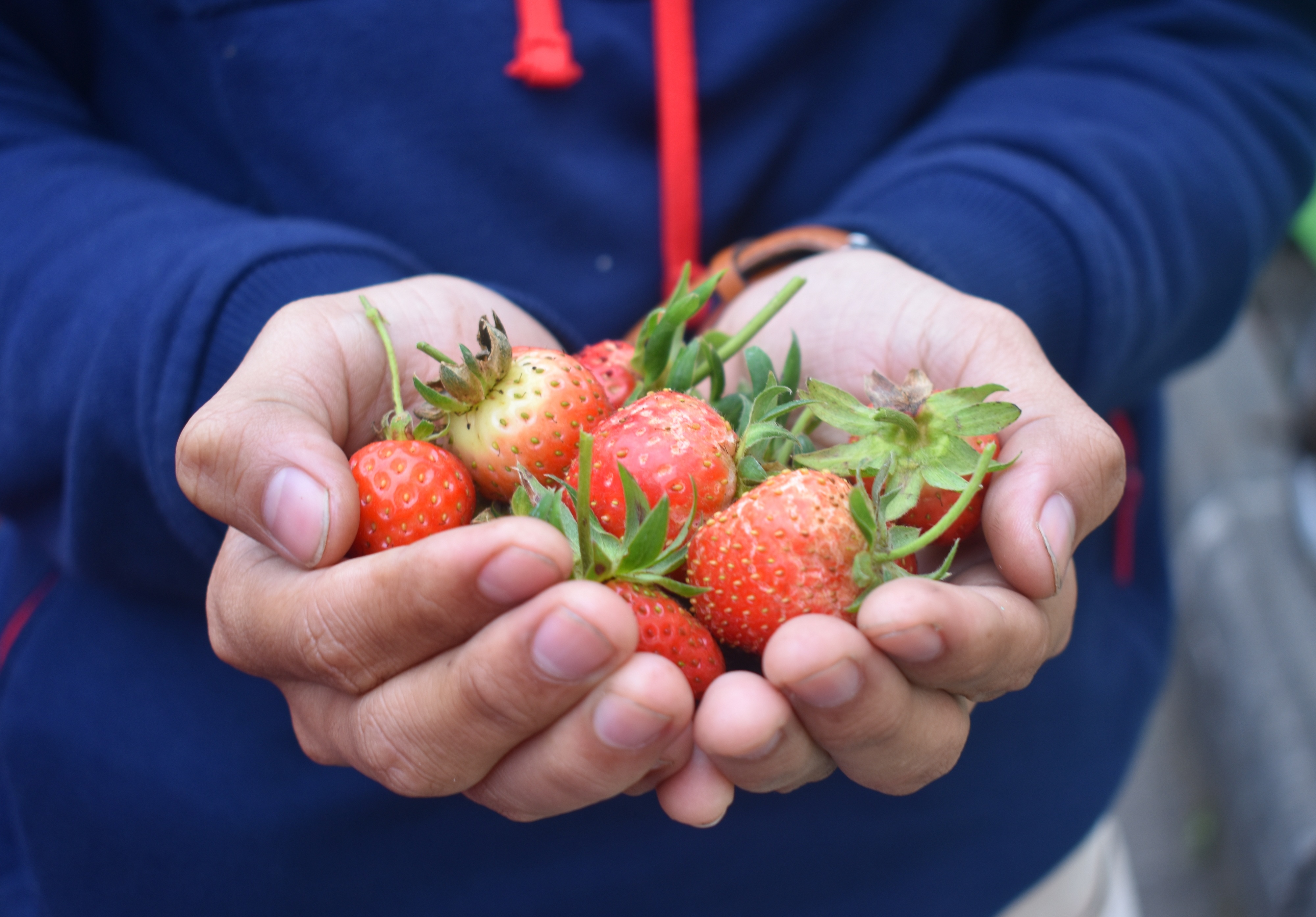 Man holding strawberry in his hand free image download