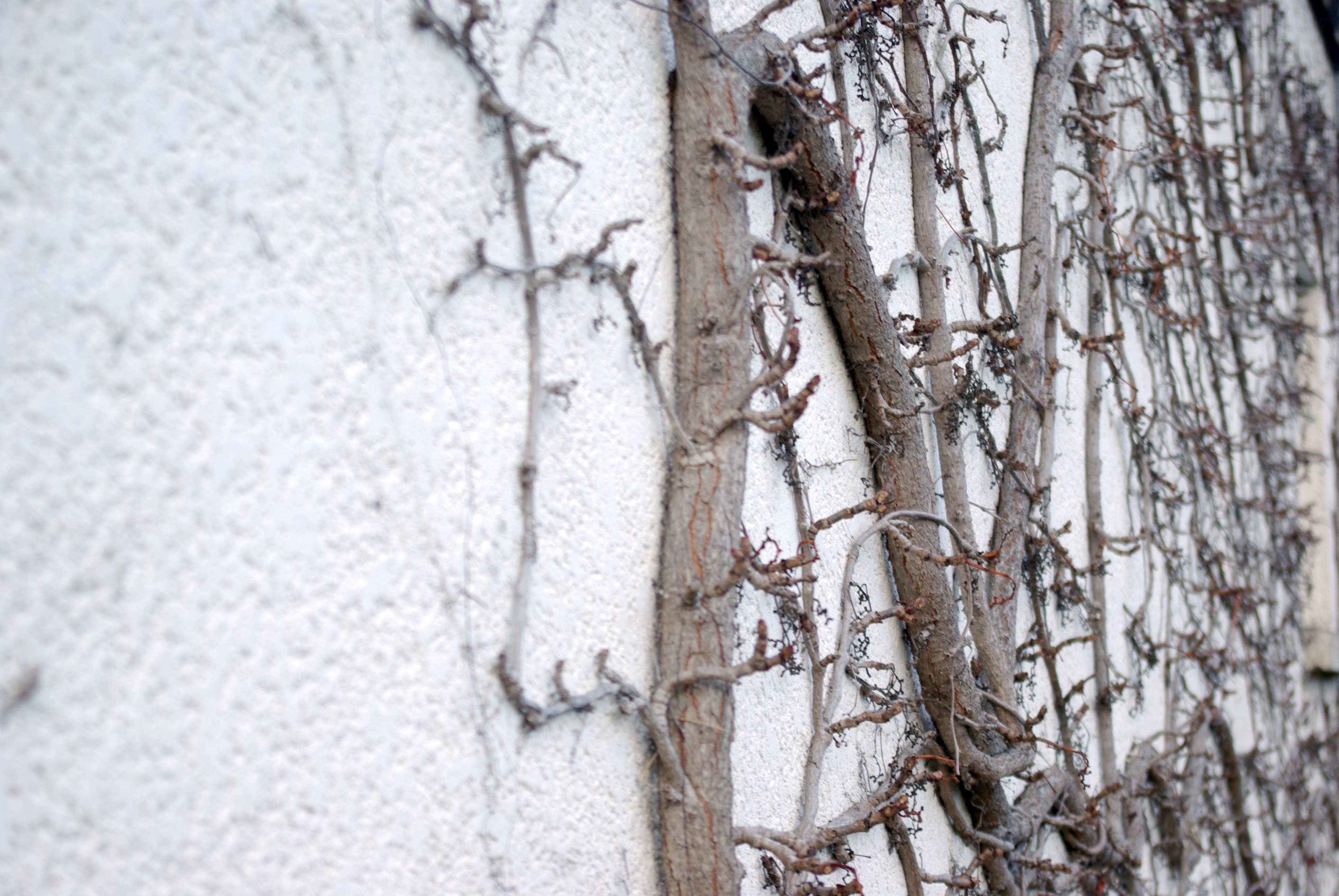 Wall with dry branches free image download