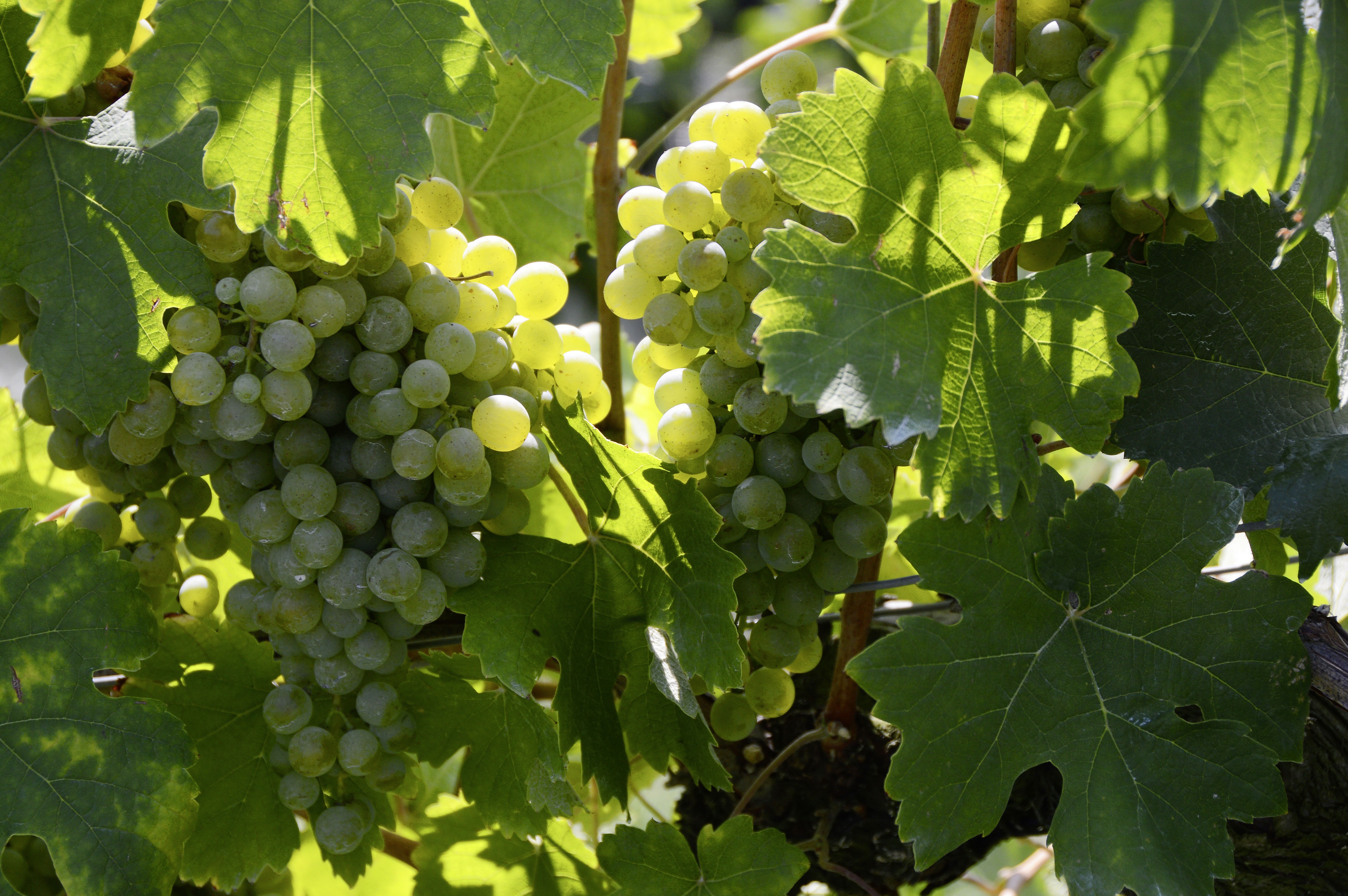 Sweet grapes free image download