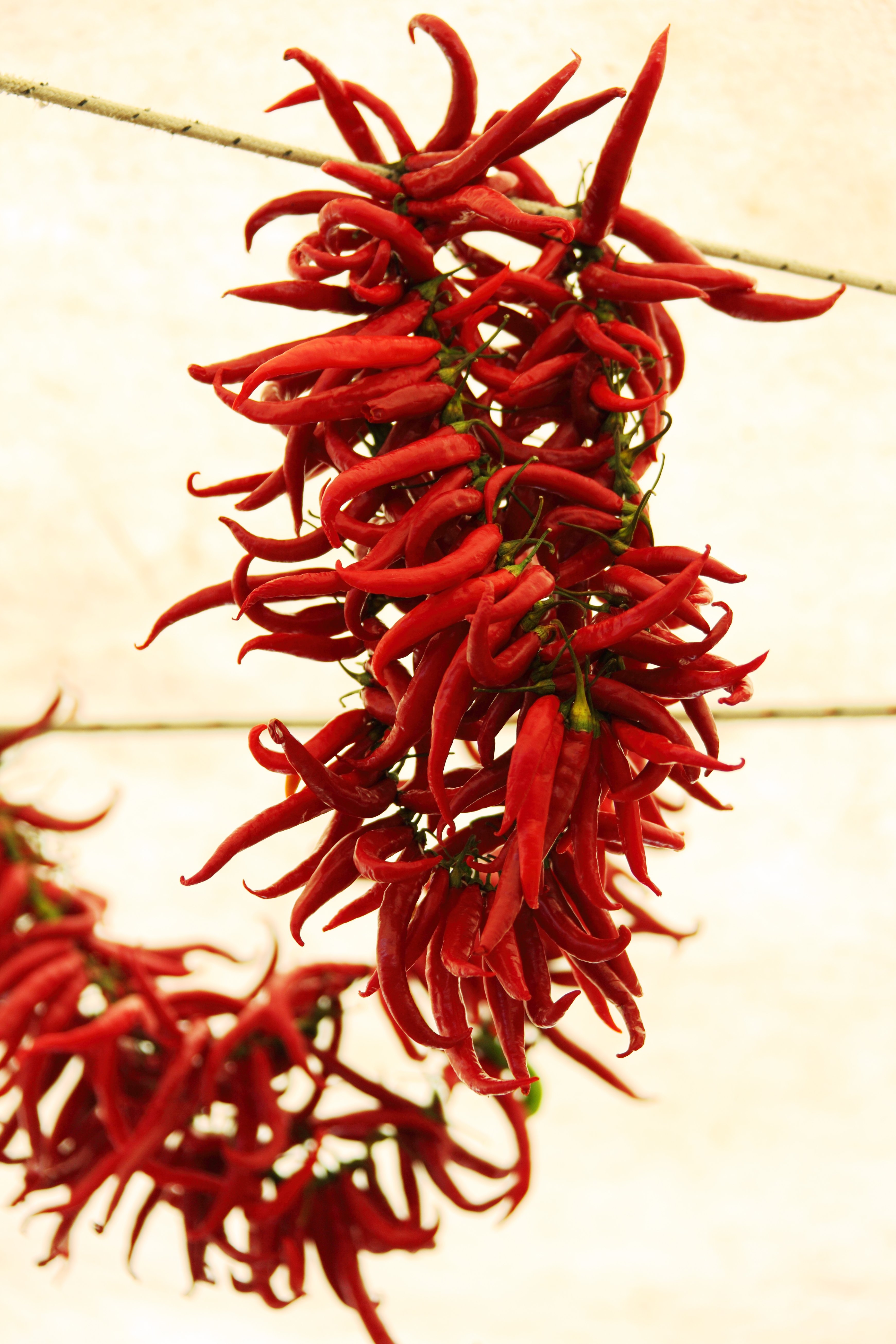 Hot red chili pepper free image download