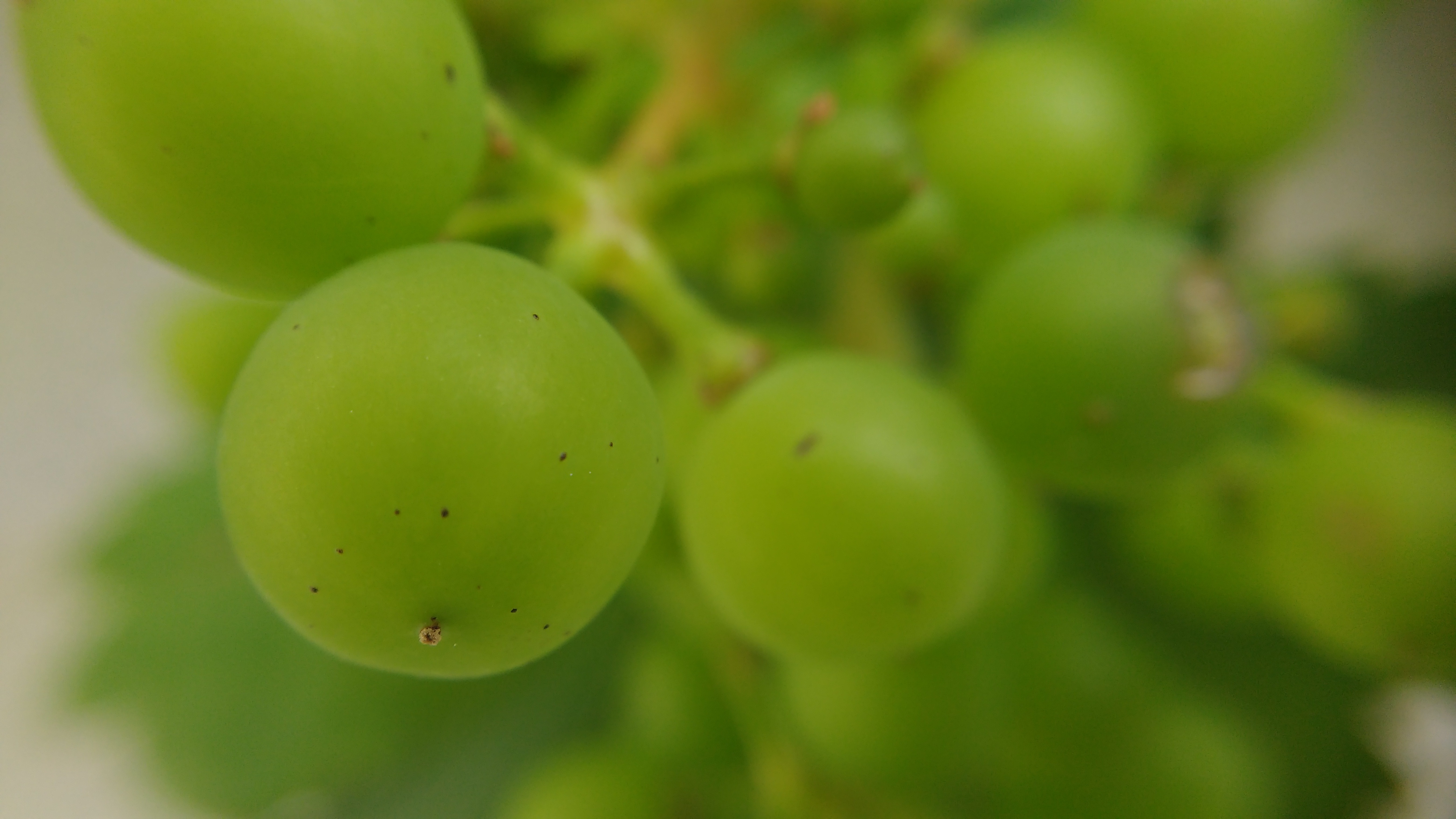 Grape Macro Green free image download