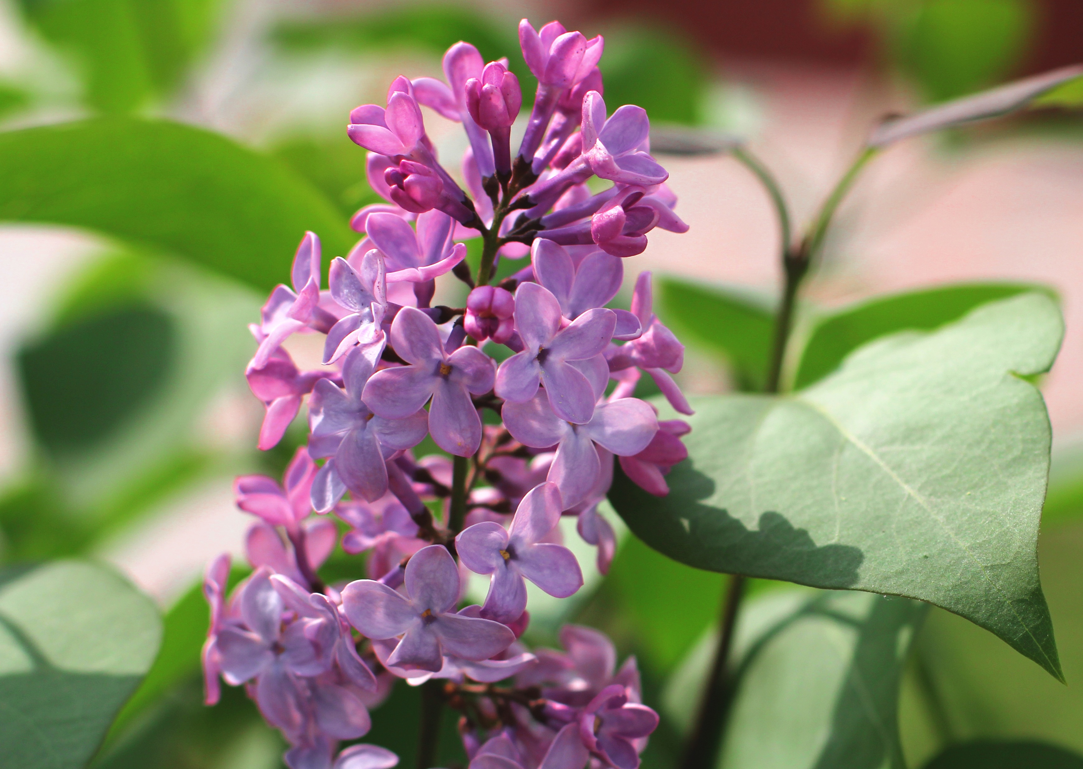 Common lilac on a green branch free image download