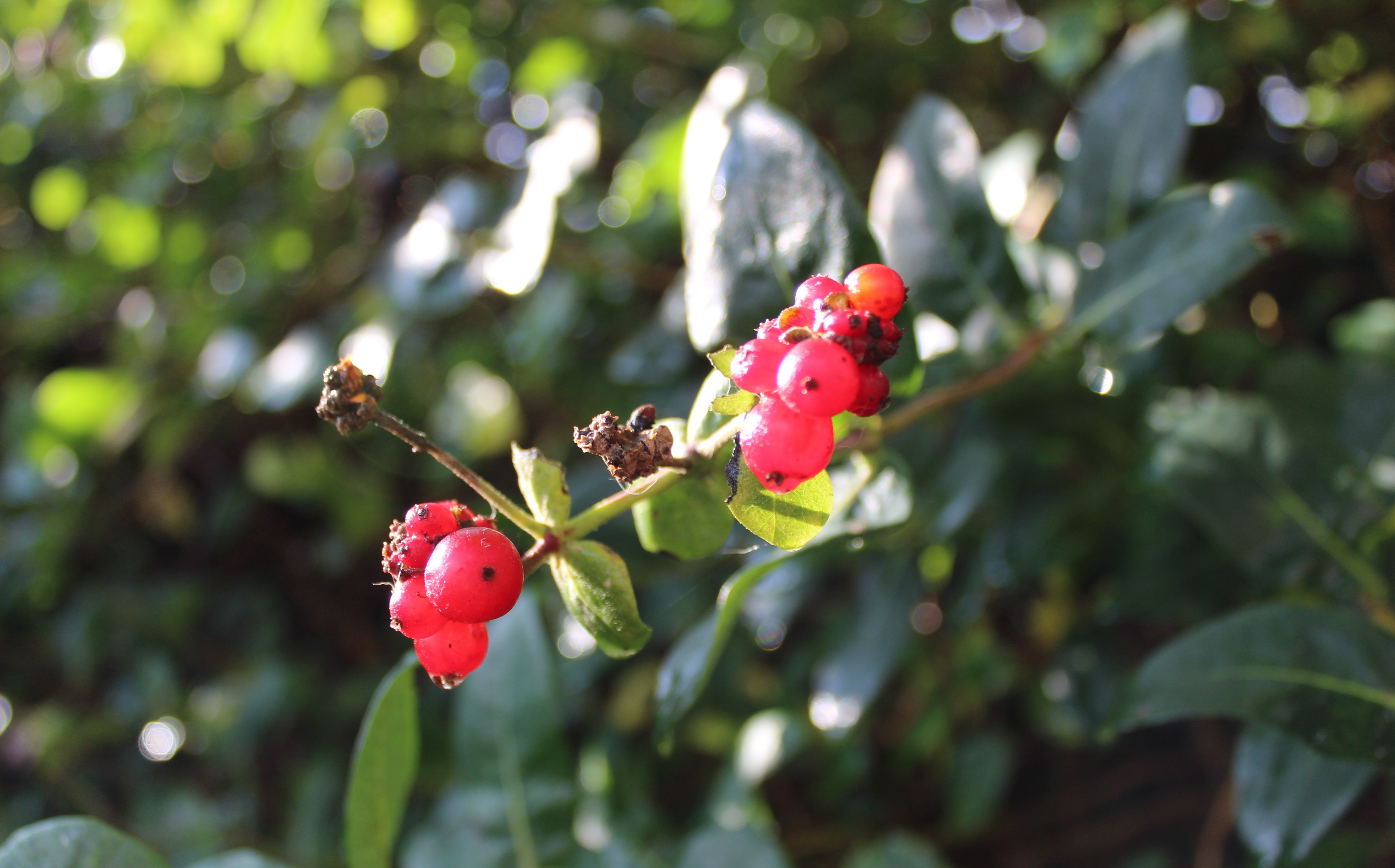Juicy red berries on tree free image download