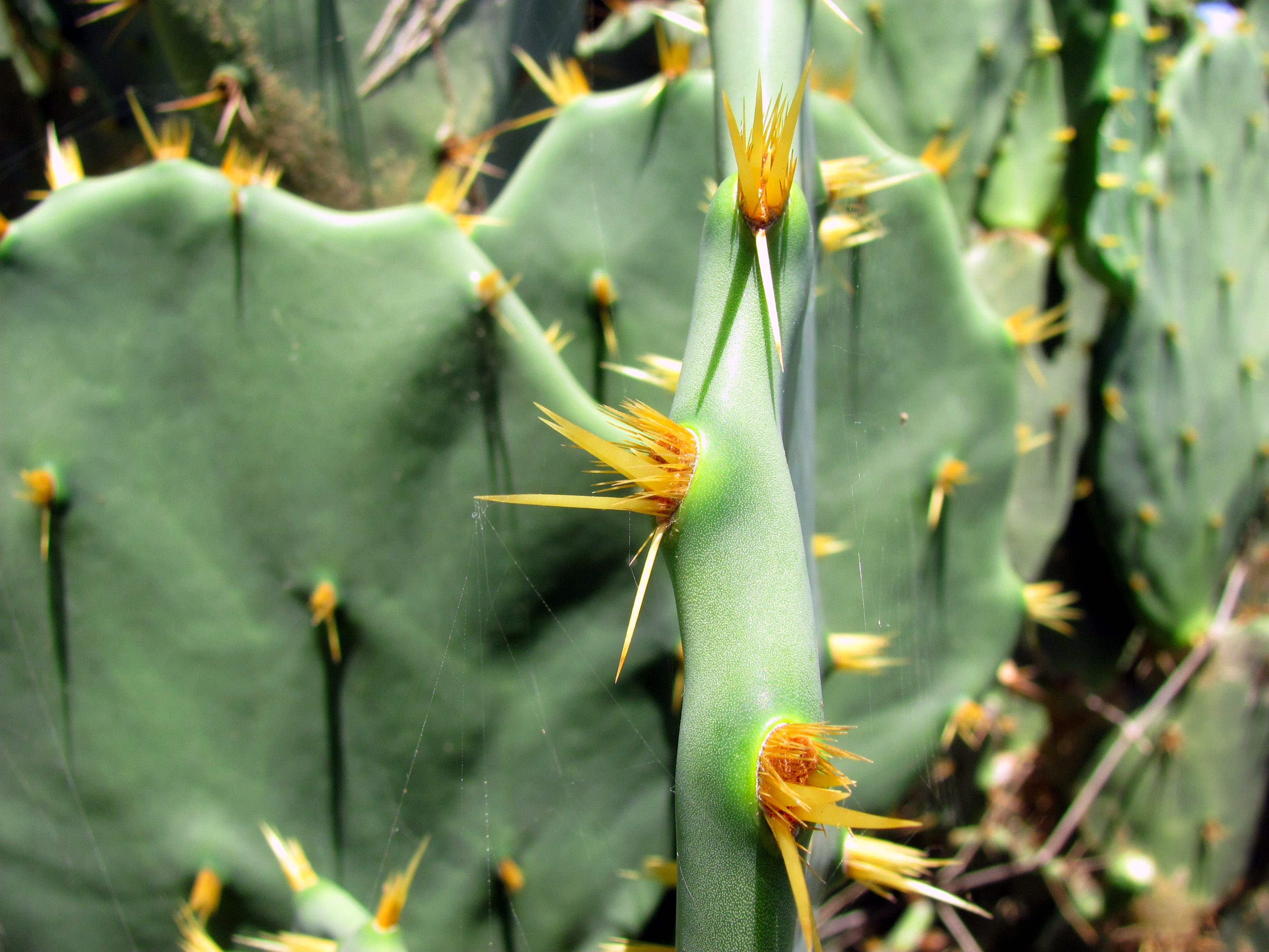 Cacti Leaf Cactus Plant free image download