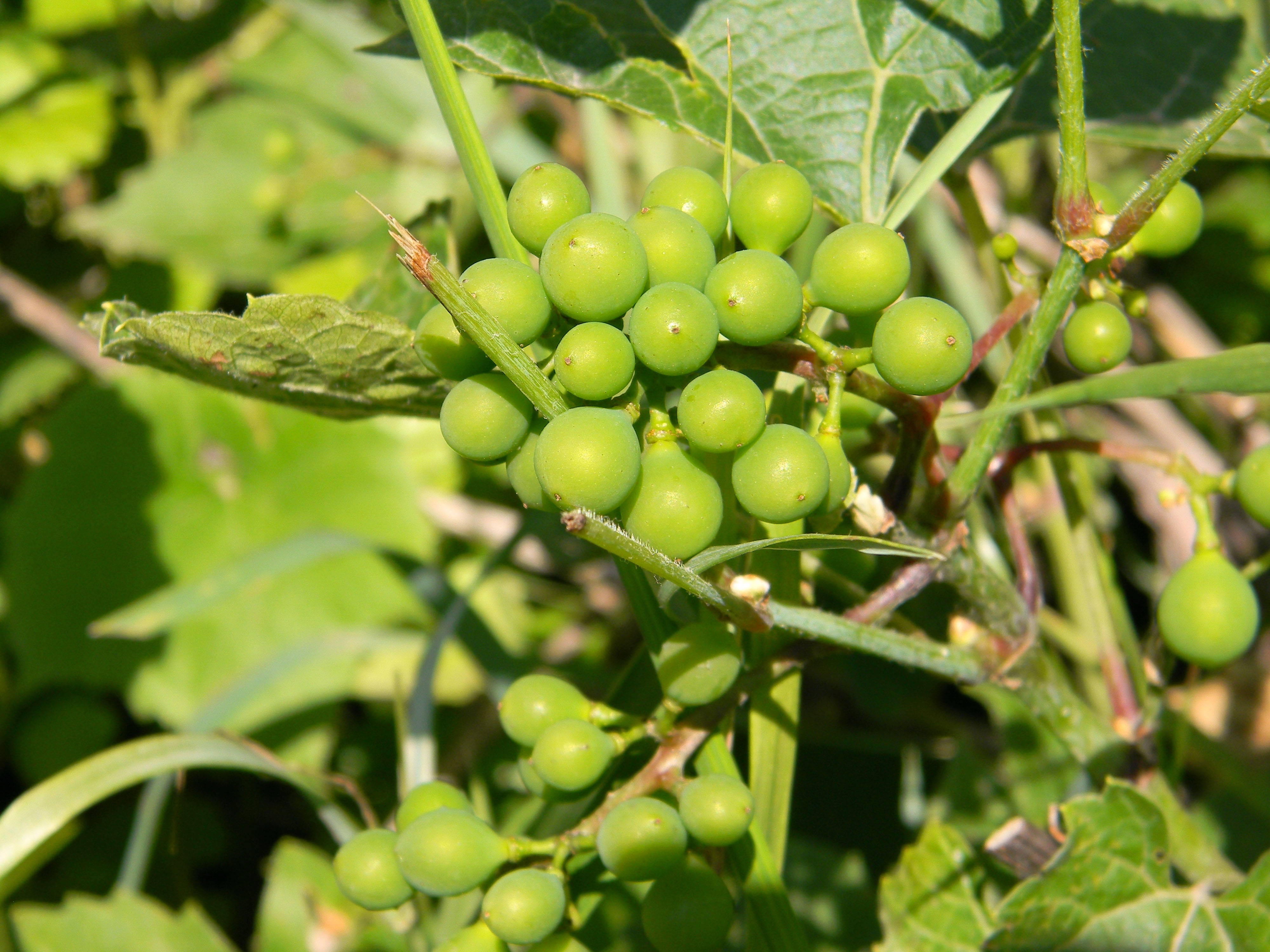 Vine with green berries free image download
