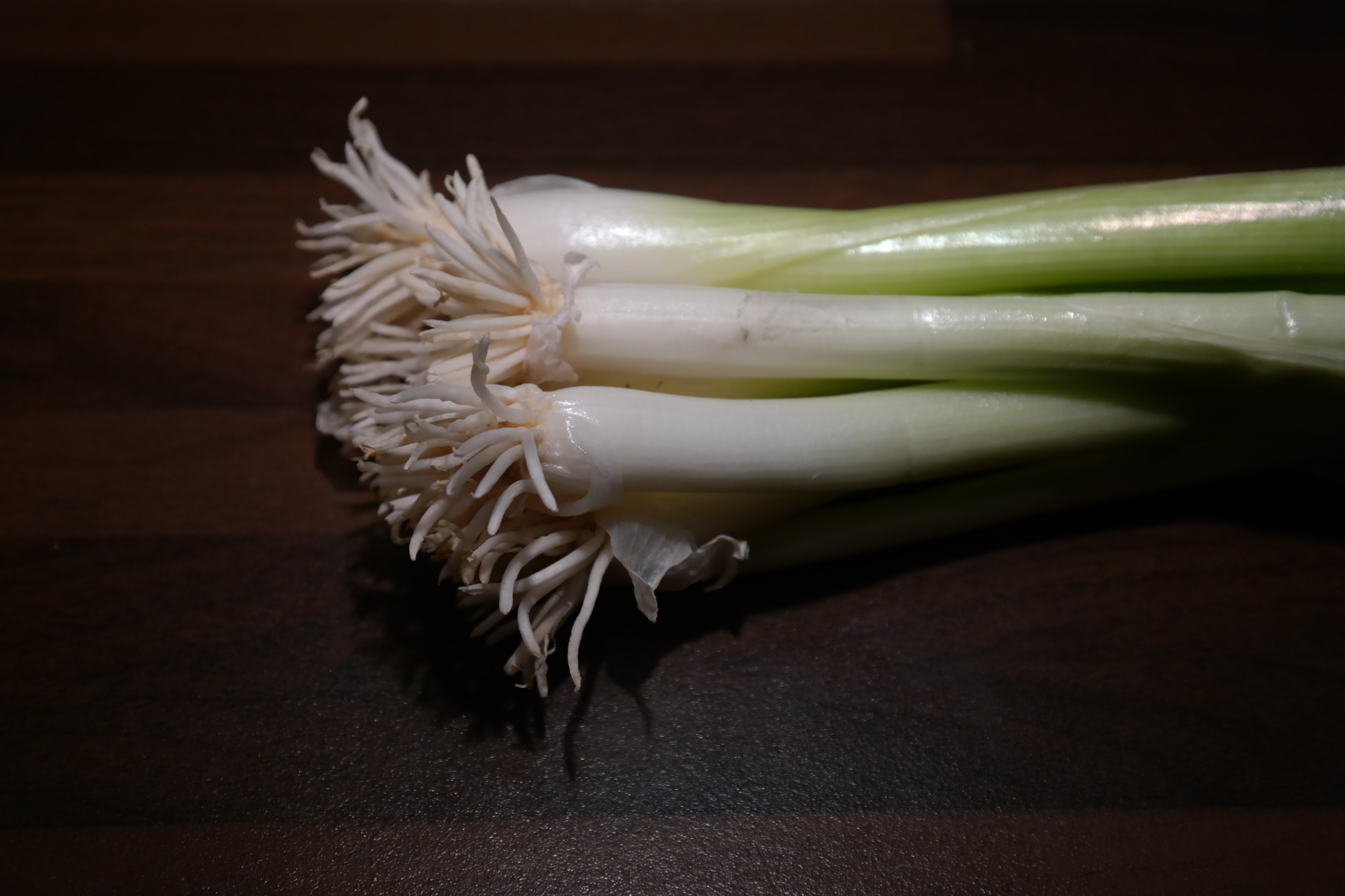 Leek roots white free image download