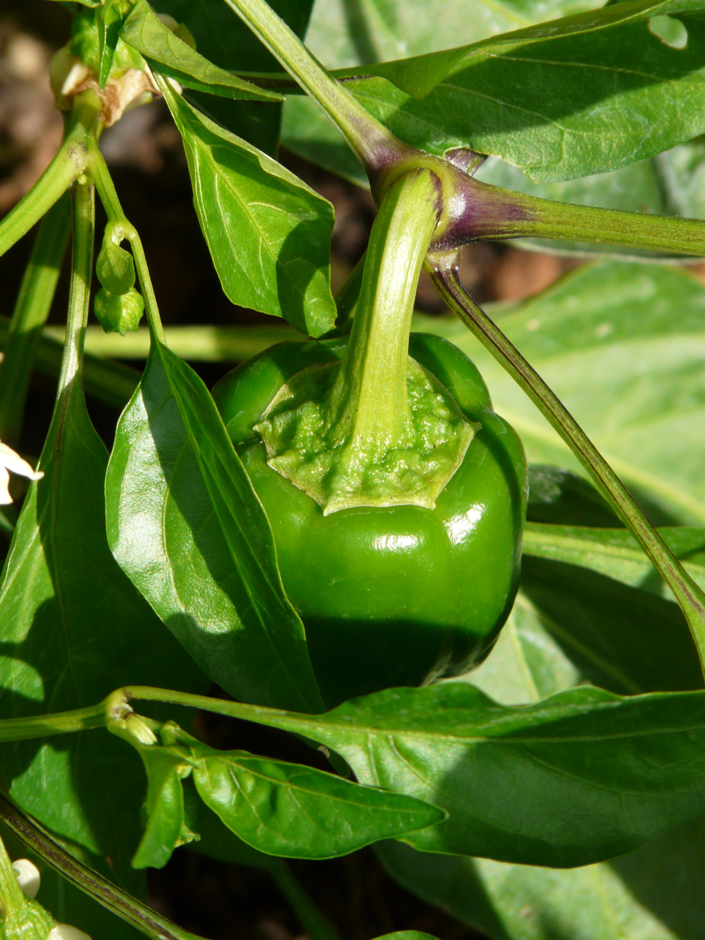 Green peppers on a branch free image download