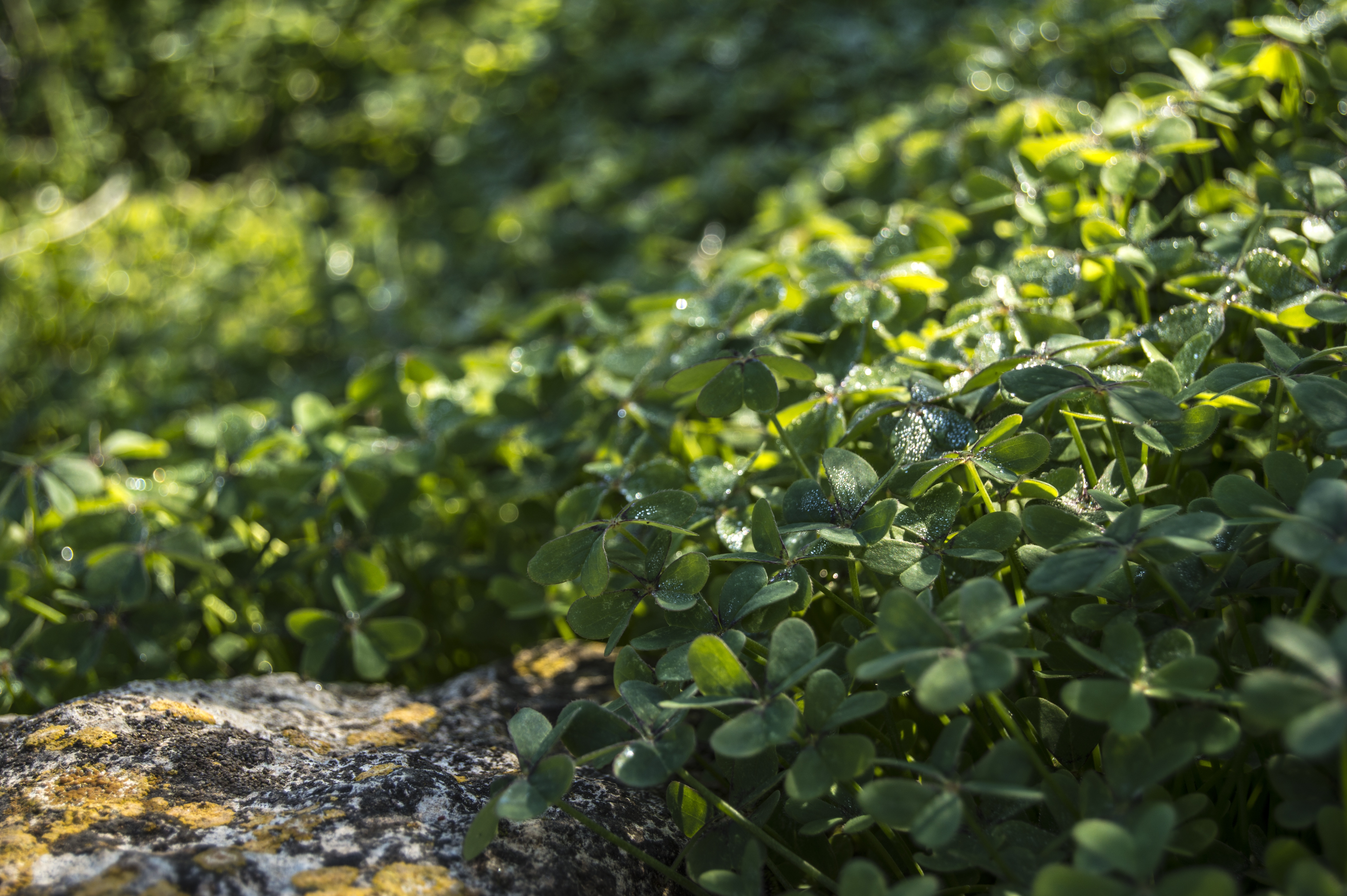 Clover Field Green free image download