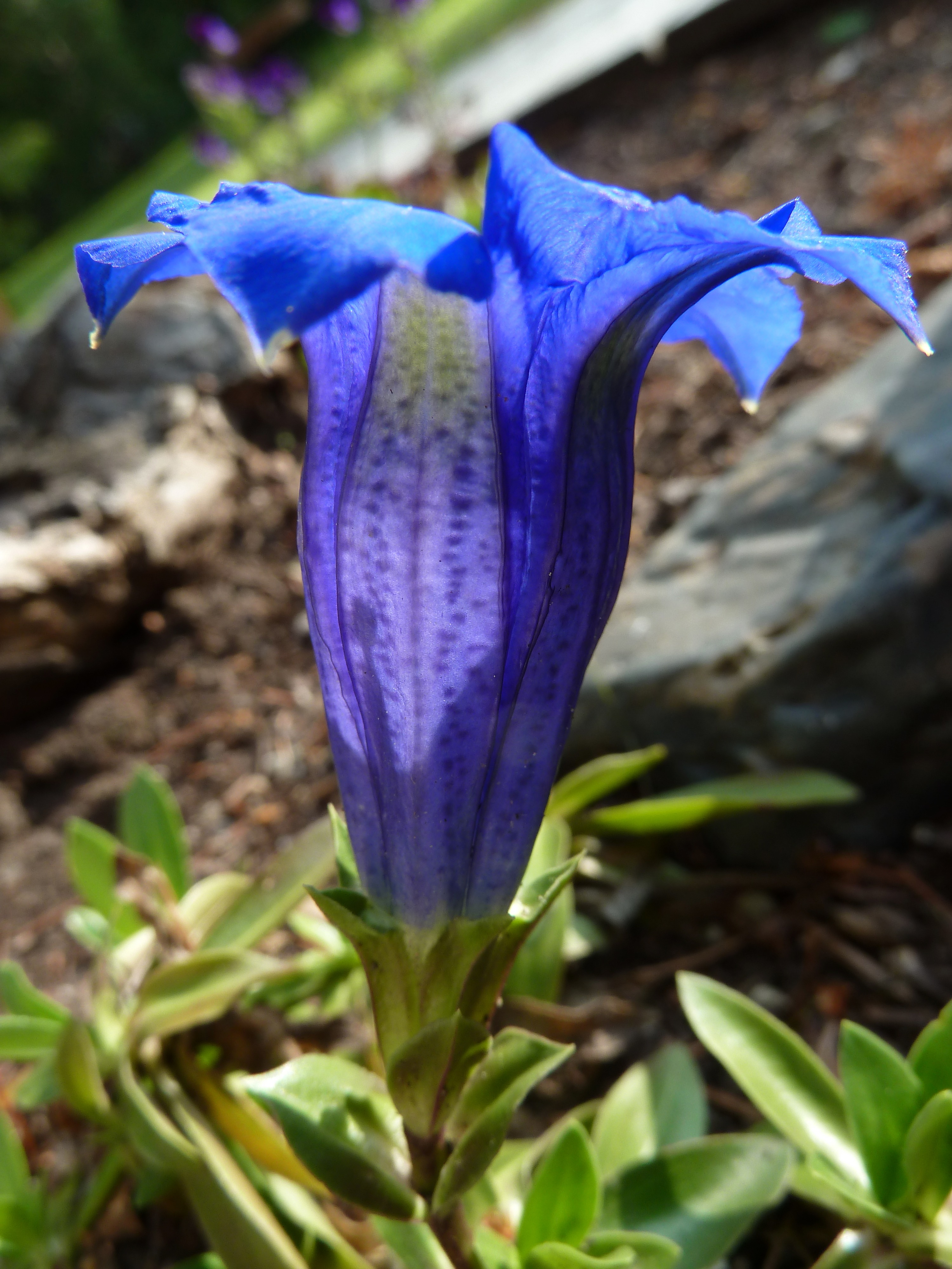 Blue elongated flower free image download