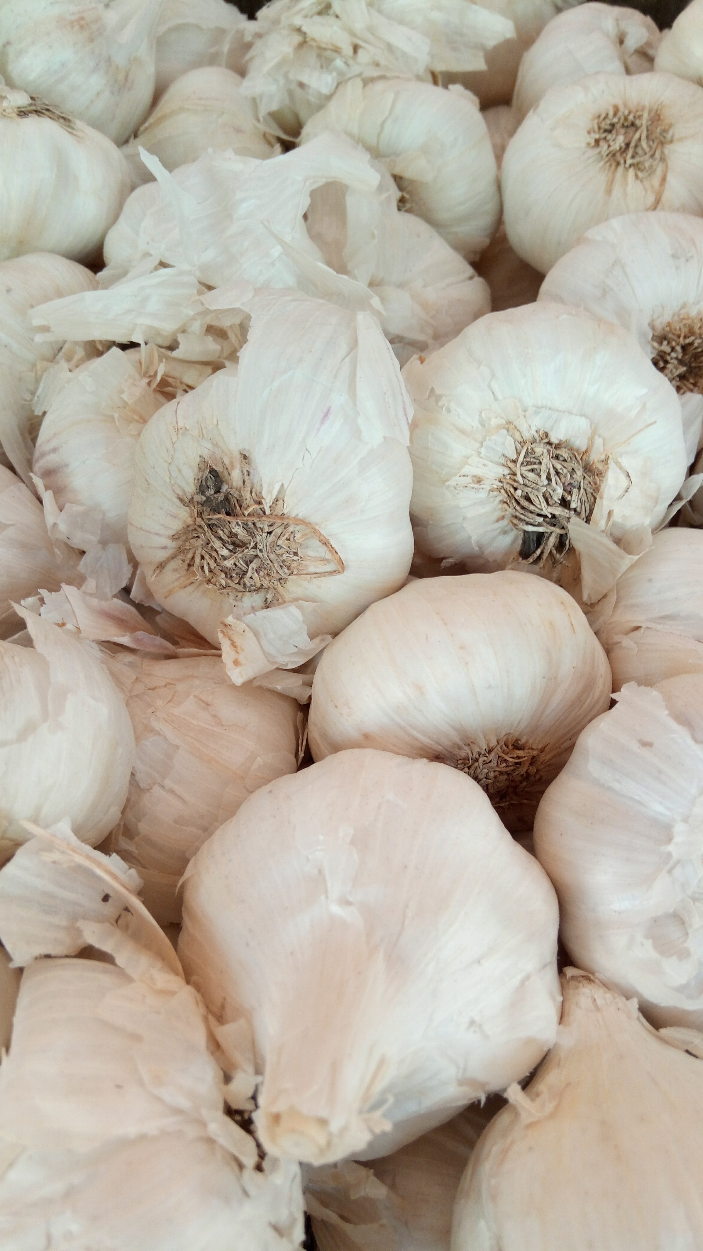 Ripe garlic harvest free image download
