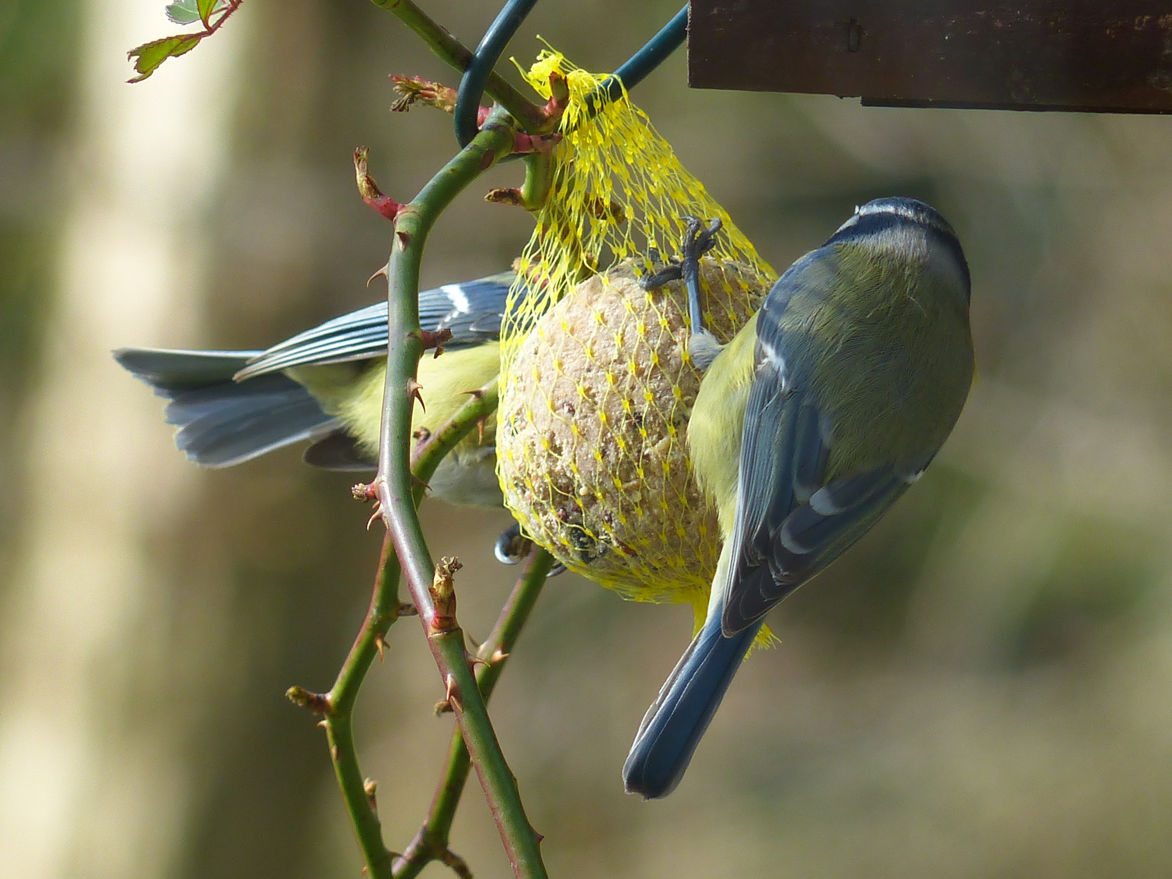 Two birds eat free image download